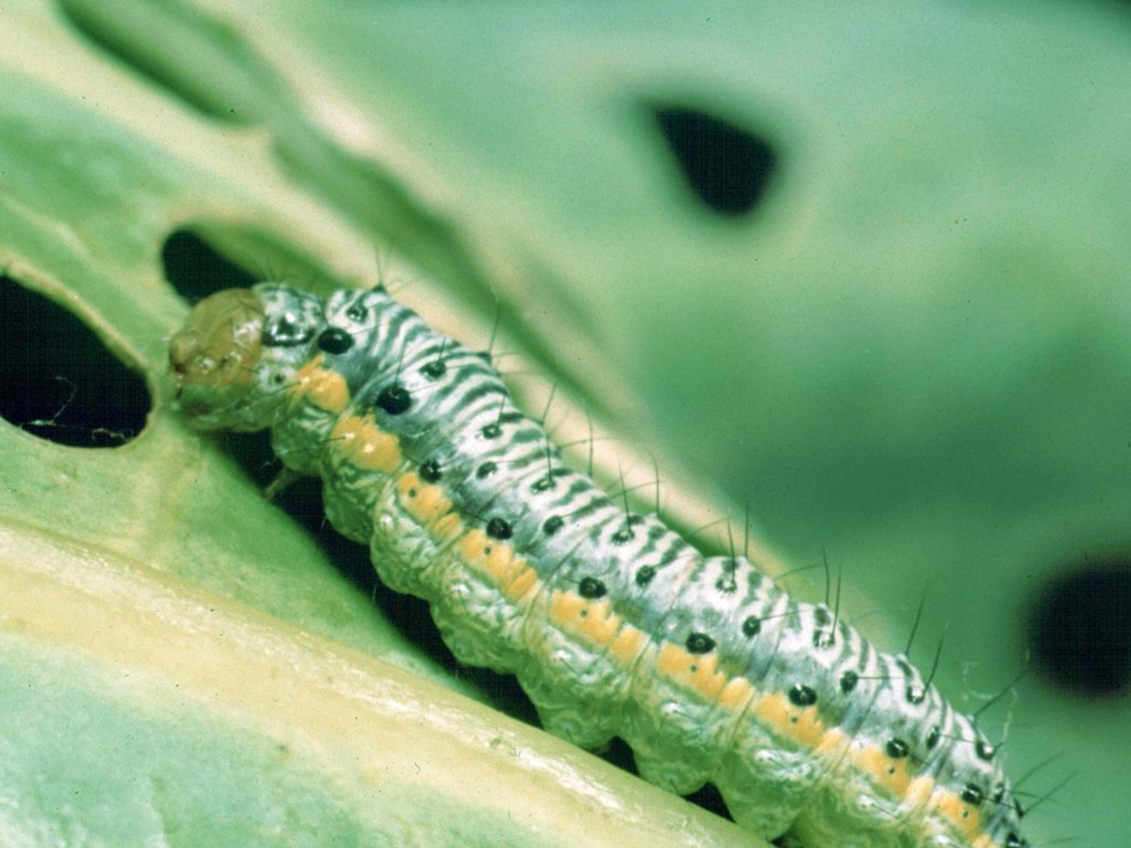 10 Kale and Cabbage Pests: What You Need to Know to Protect Your Plants ...