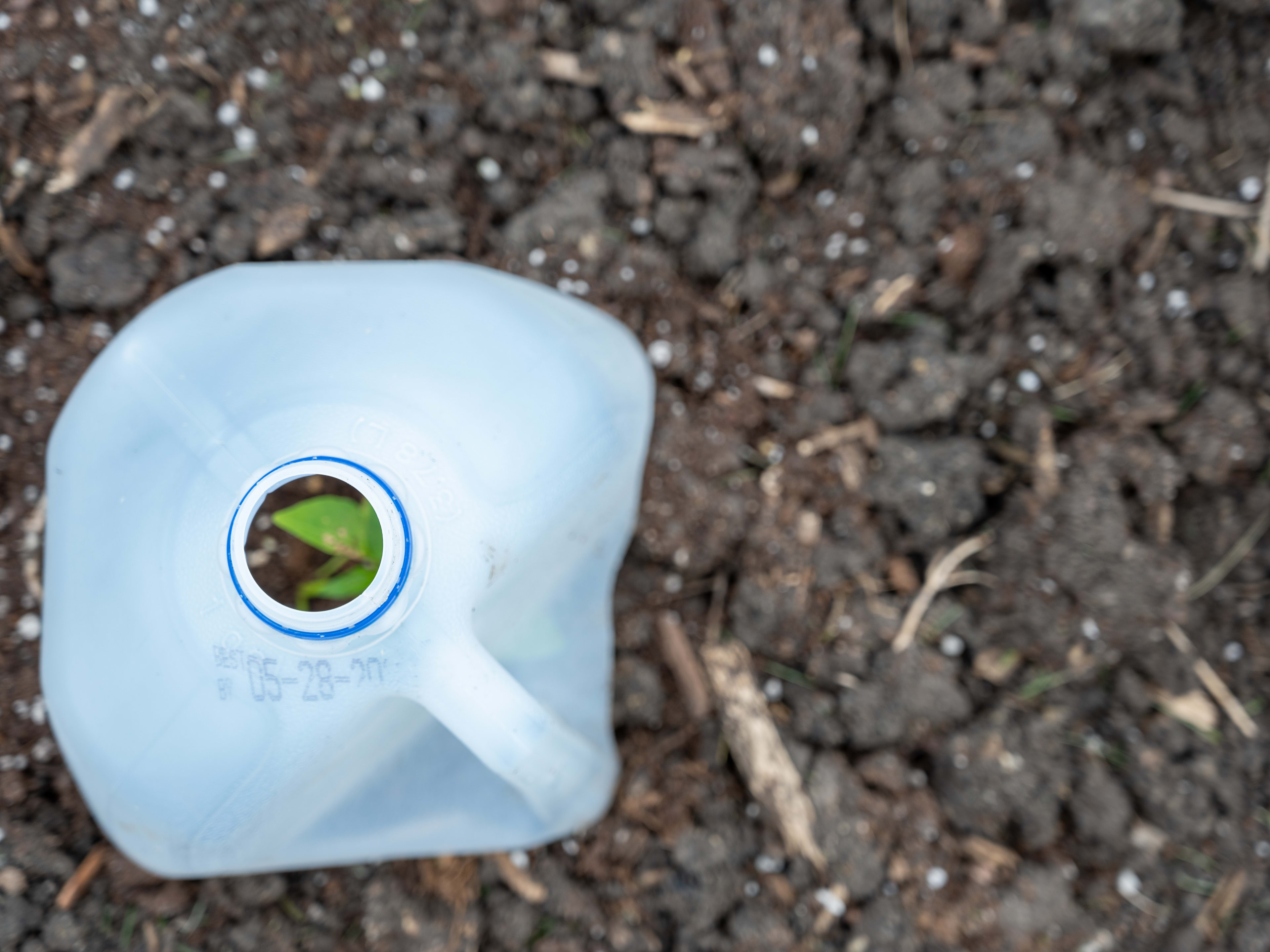 Here's How To Create a Thriving Vertical Garden from a Few Old Milk ...