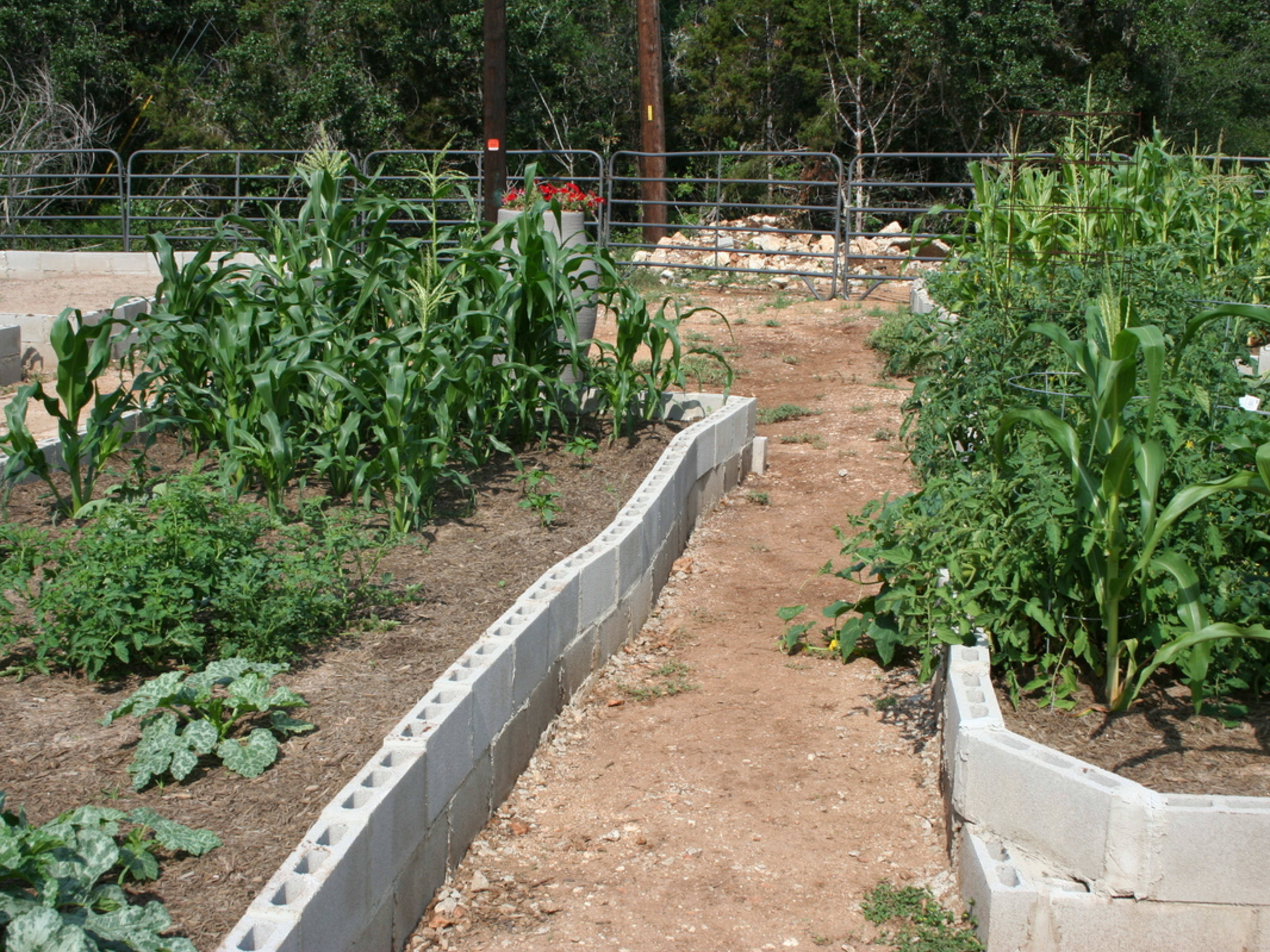 Gardener Shows Off Her Favorite 'Controversial' Cinderblock Gardening ...
