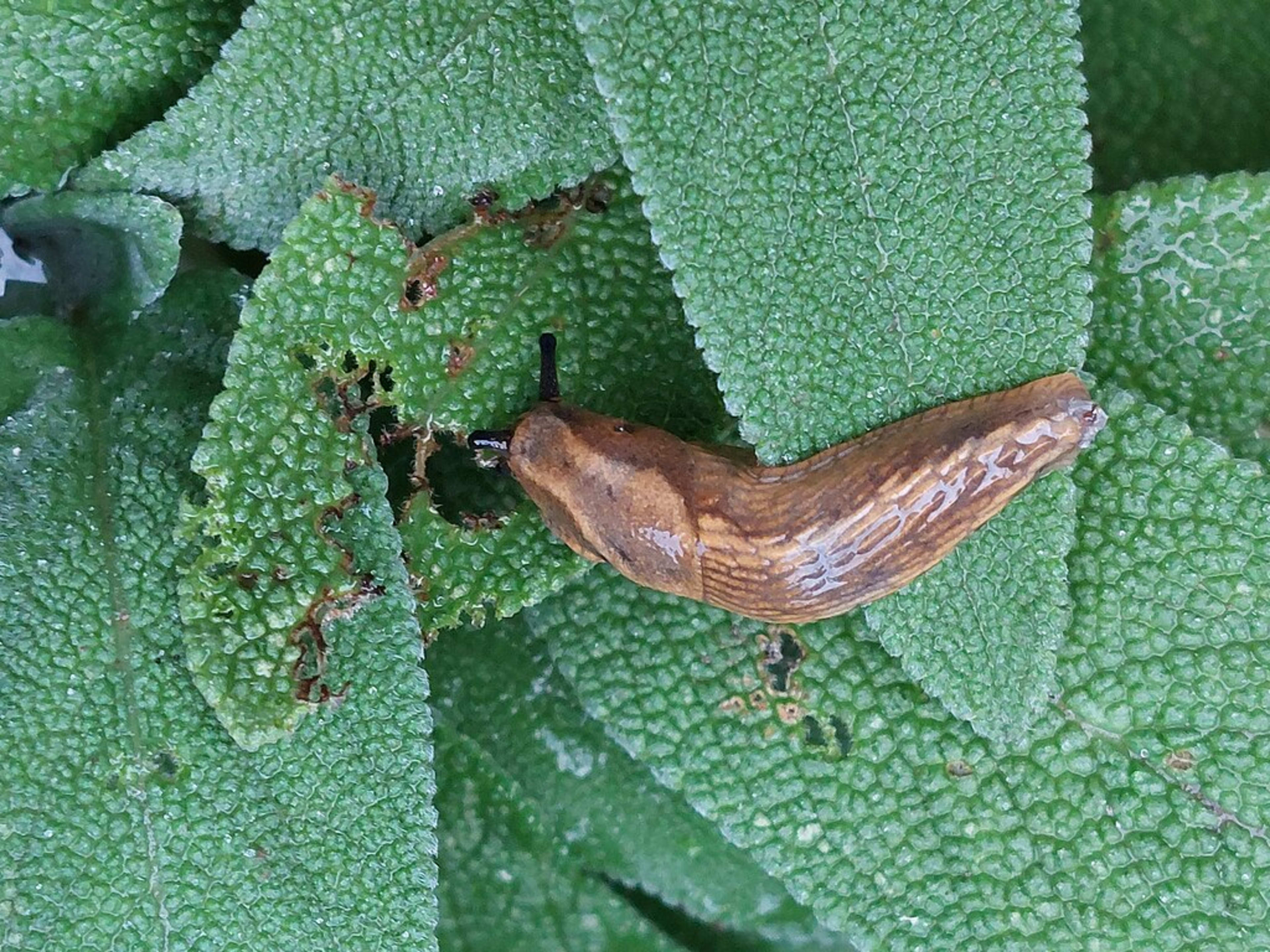 What's Eating Your Garden Leaves? - Dengarden