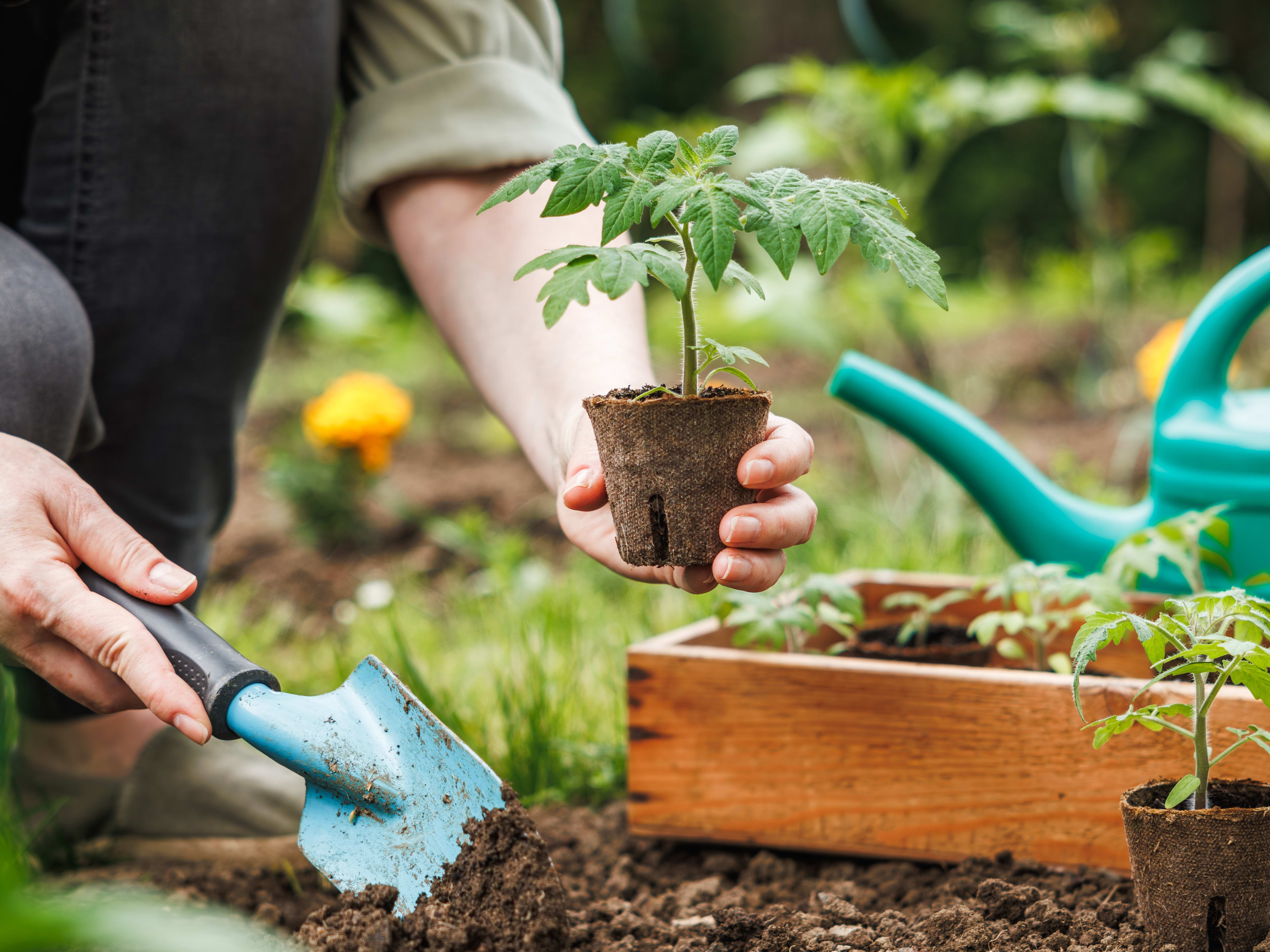 Pro Gardener Explains Why You Should Break Planting Spaces Rules in ...