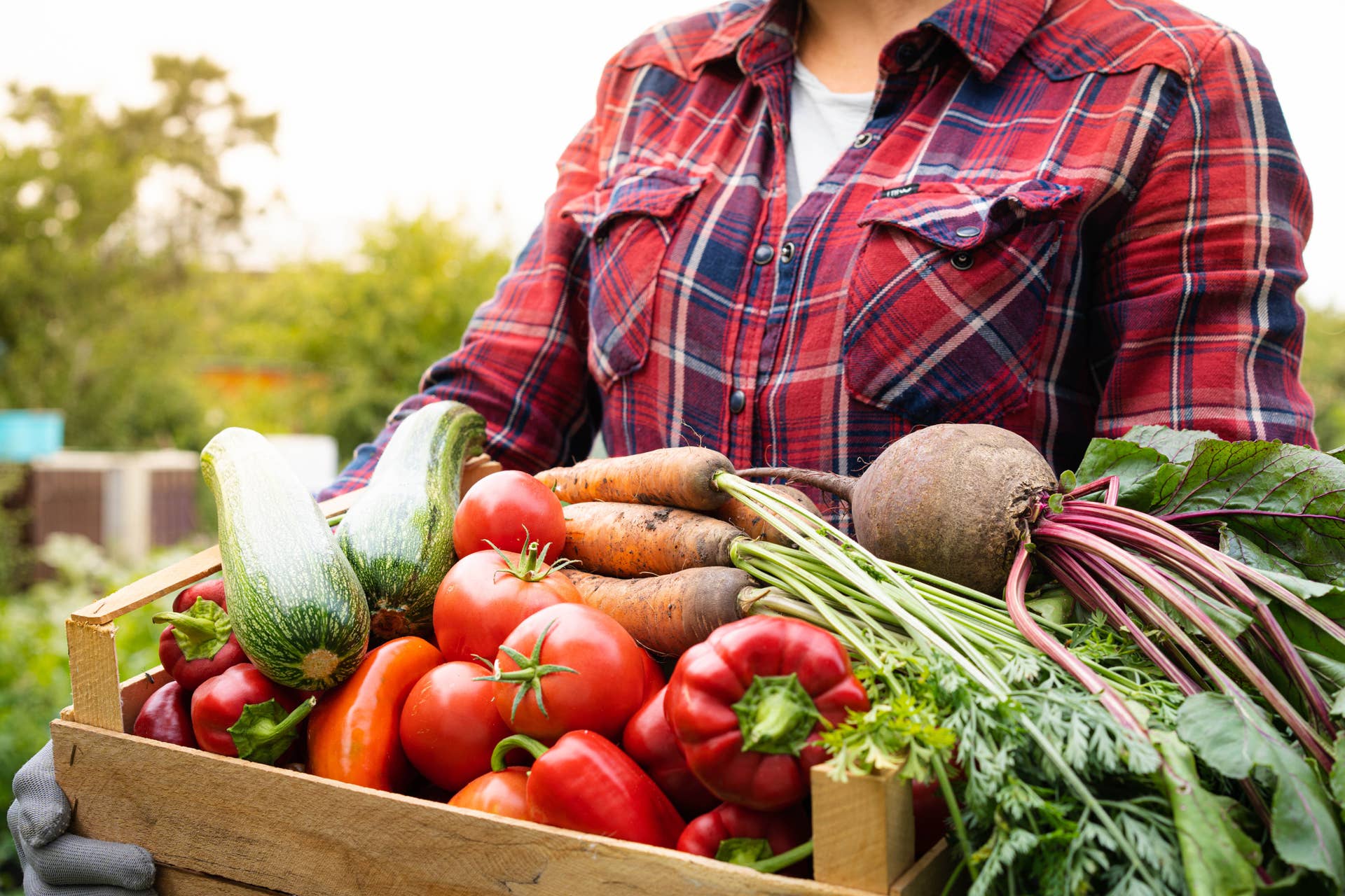 Tips and How-Tos for Planting Food Gardens