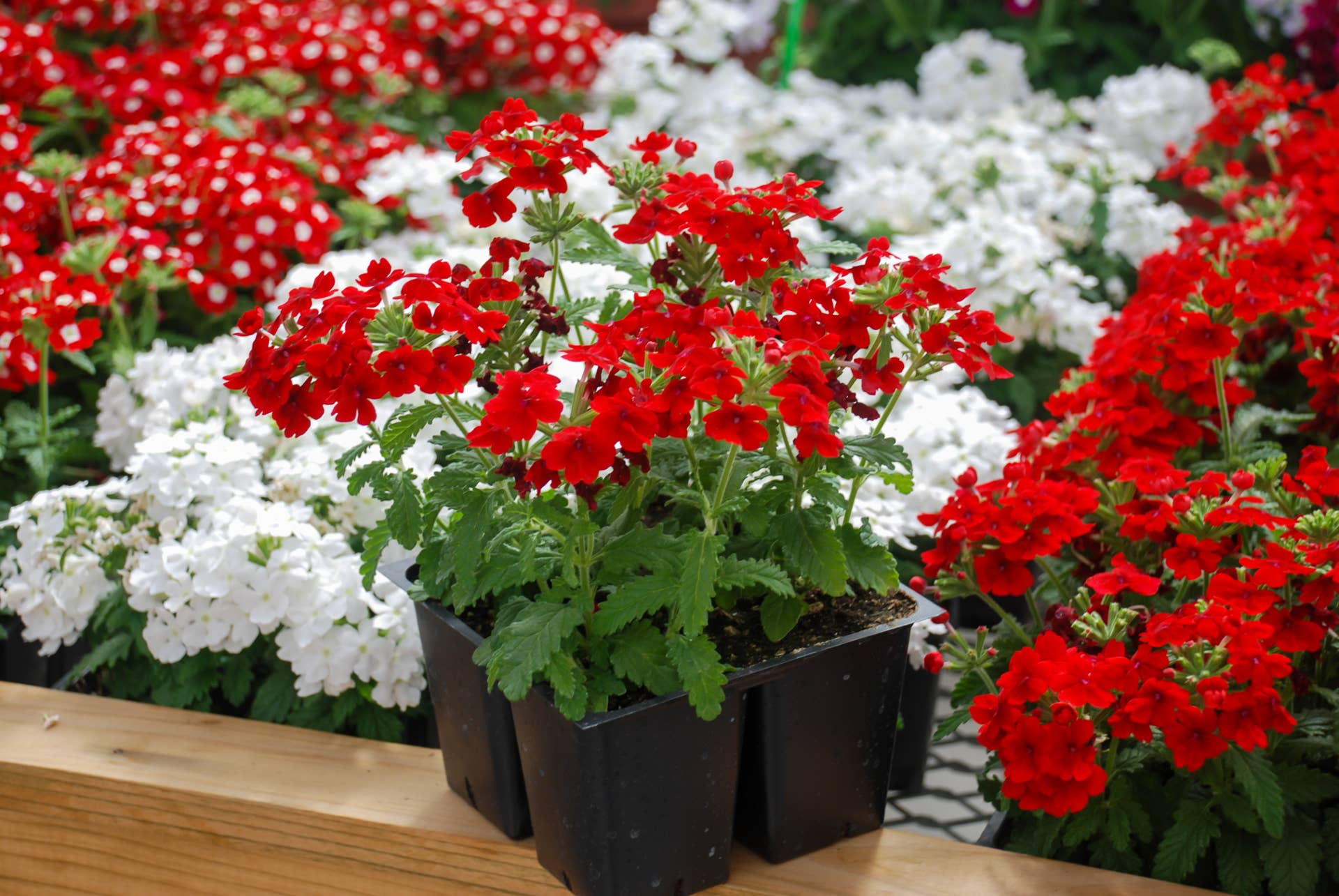 List of 15 Plants and Flowers You Only Have to Buy Once Because They ...