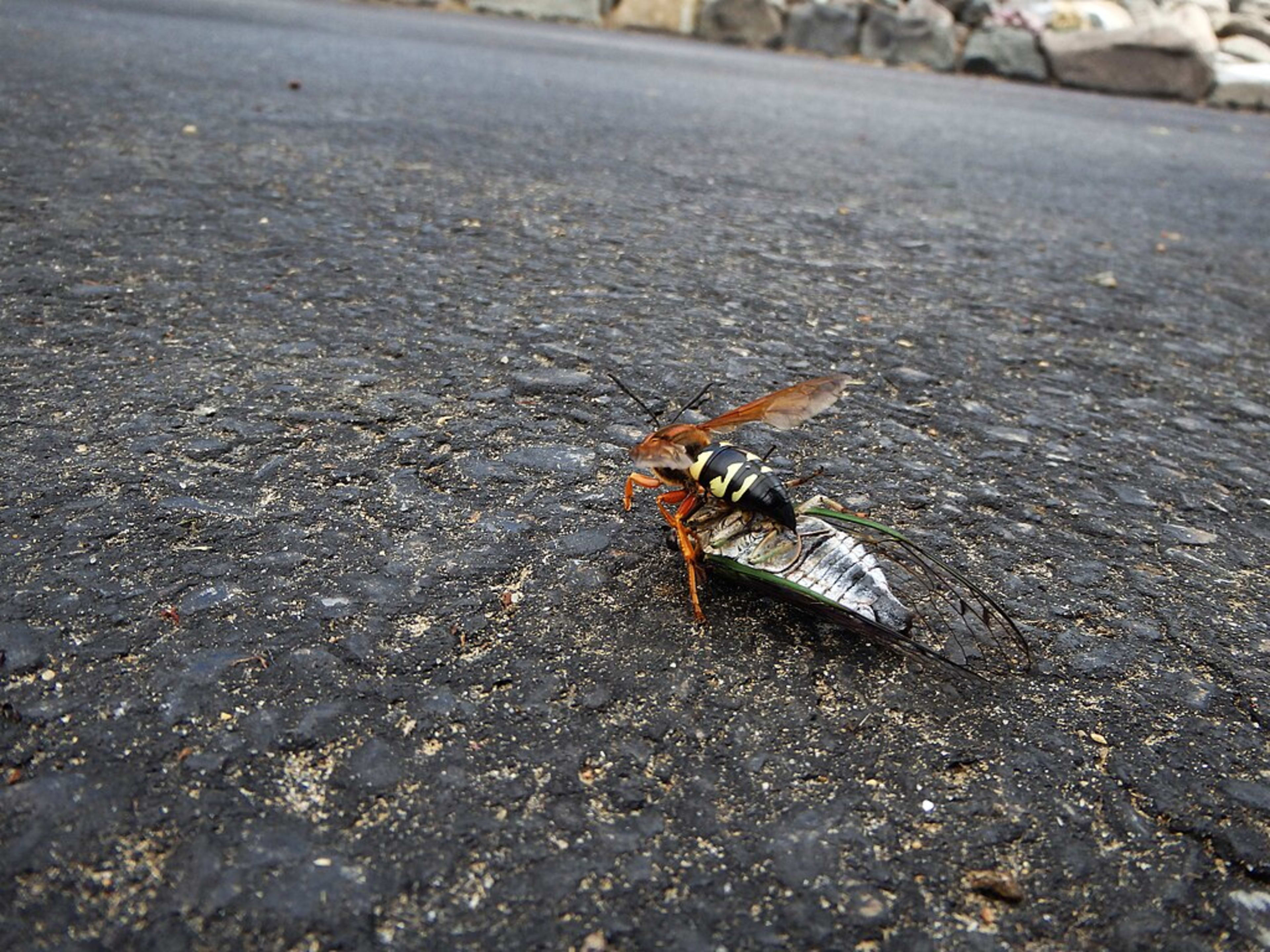What is a Giant Cicada Killer Wasp? Photos & Info on This Intimidating ...