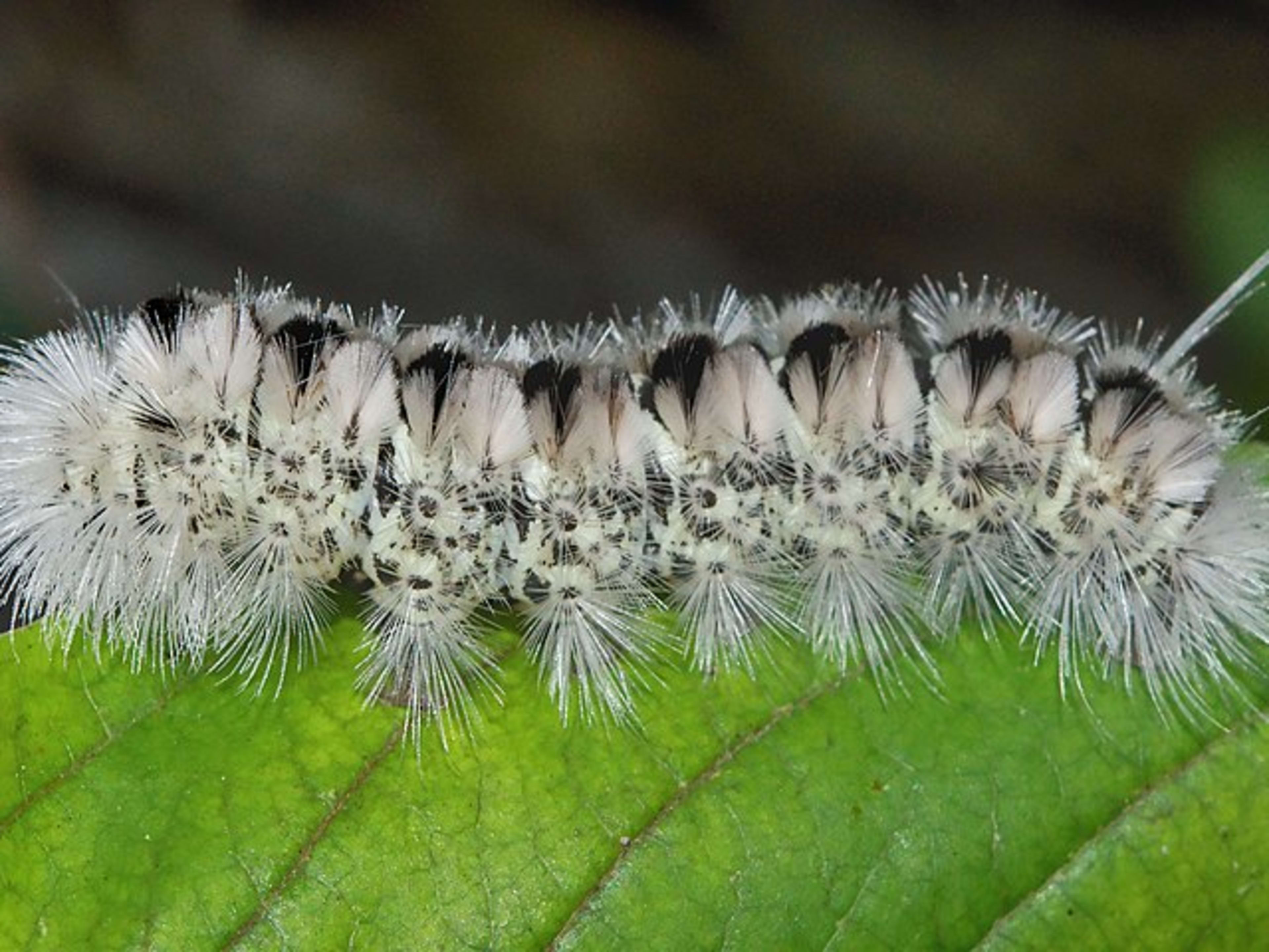 11 Furry Garden Caterpillars: Identification Guide (With Photos ...
