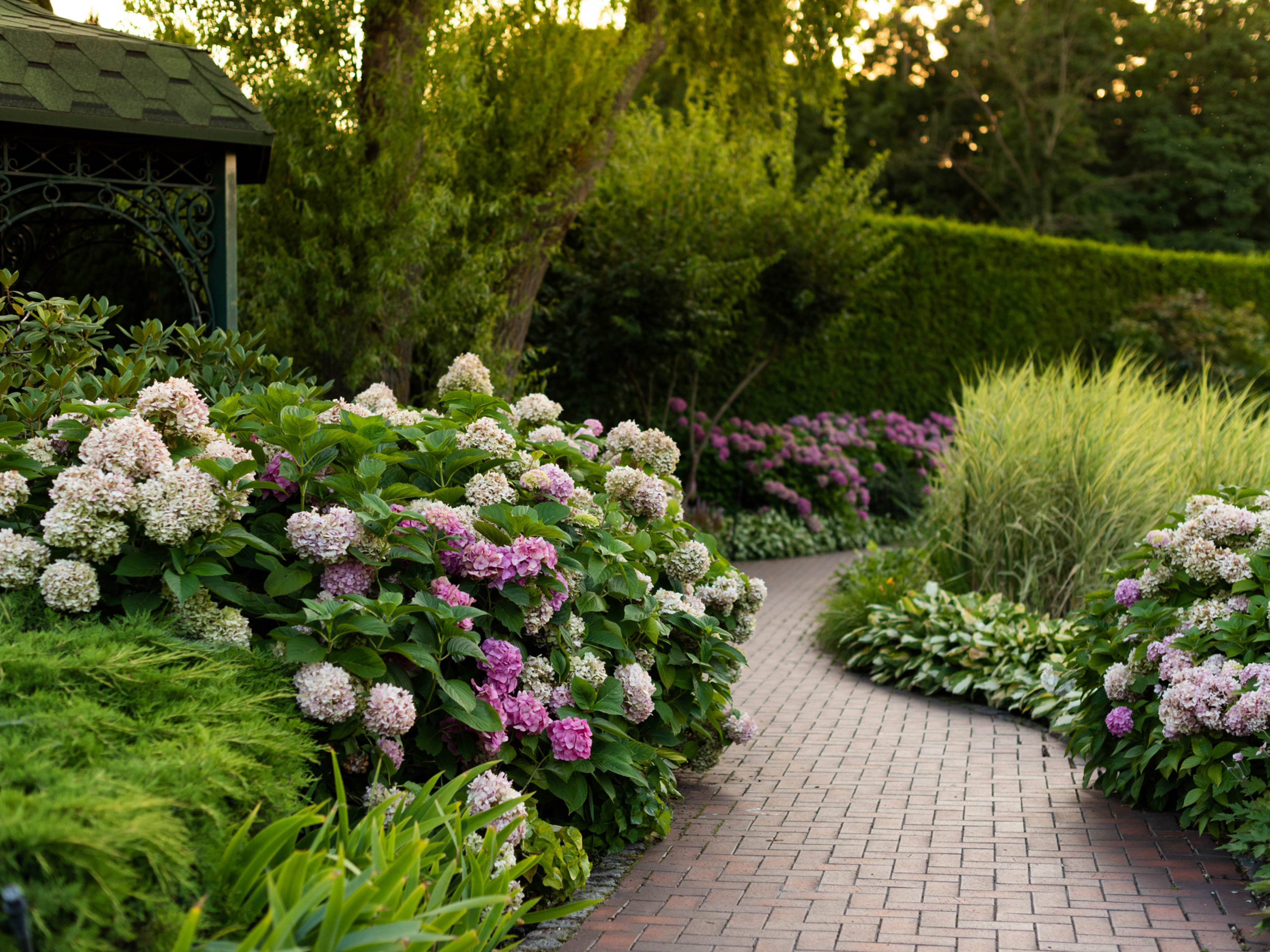 Best Companion Plants for Hydrangeas