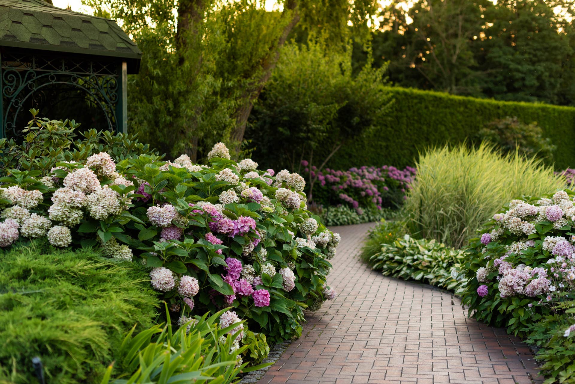 Best Companion Plants For Hydrangeas Dengarden
