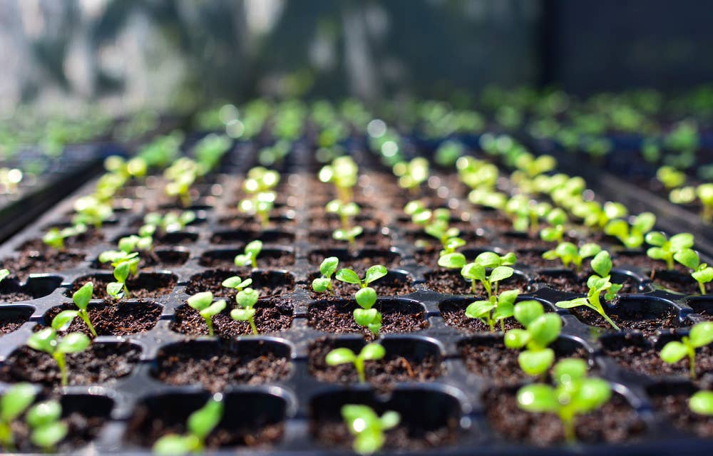 Tips and How-Tos for Planting Food Gardens