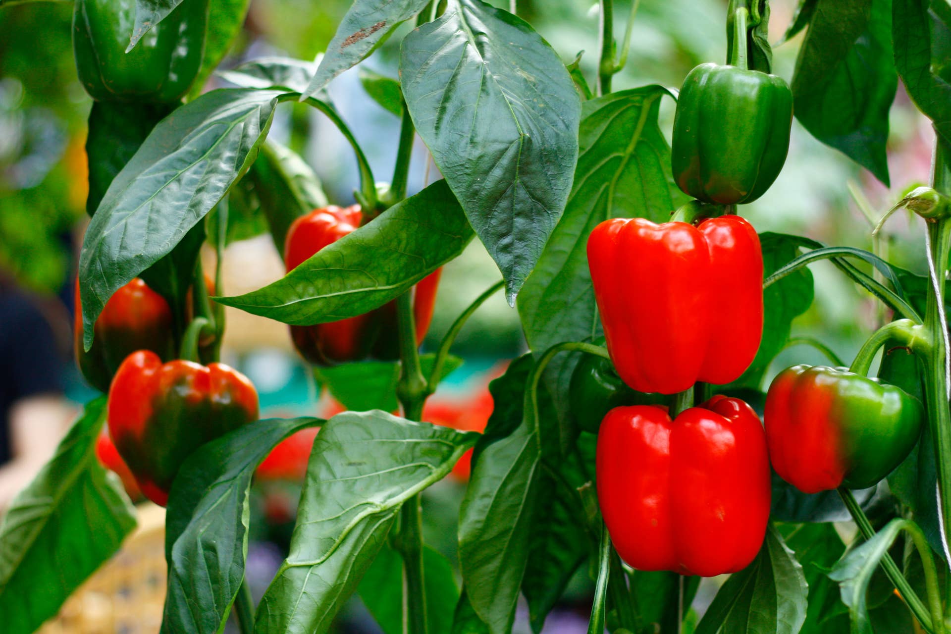 Best Companion Plants for Peppers