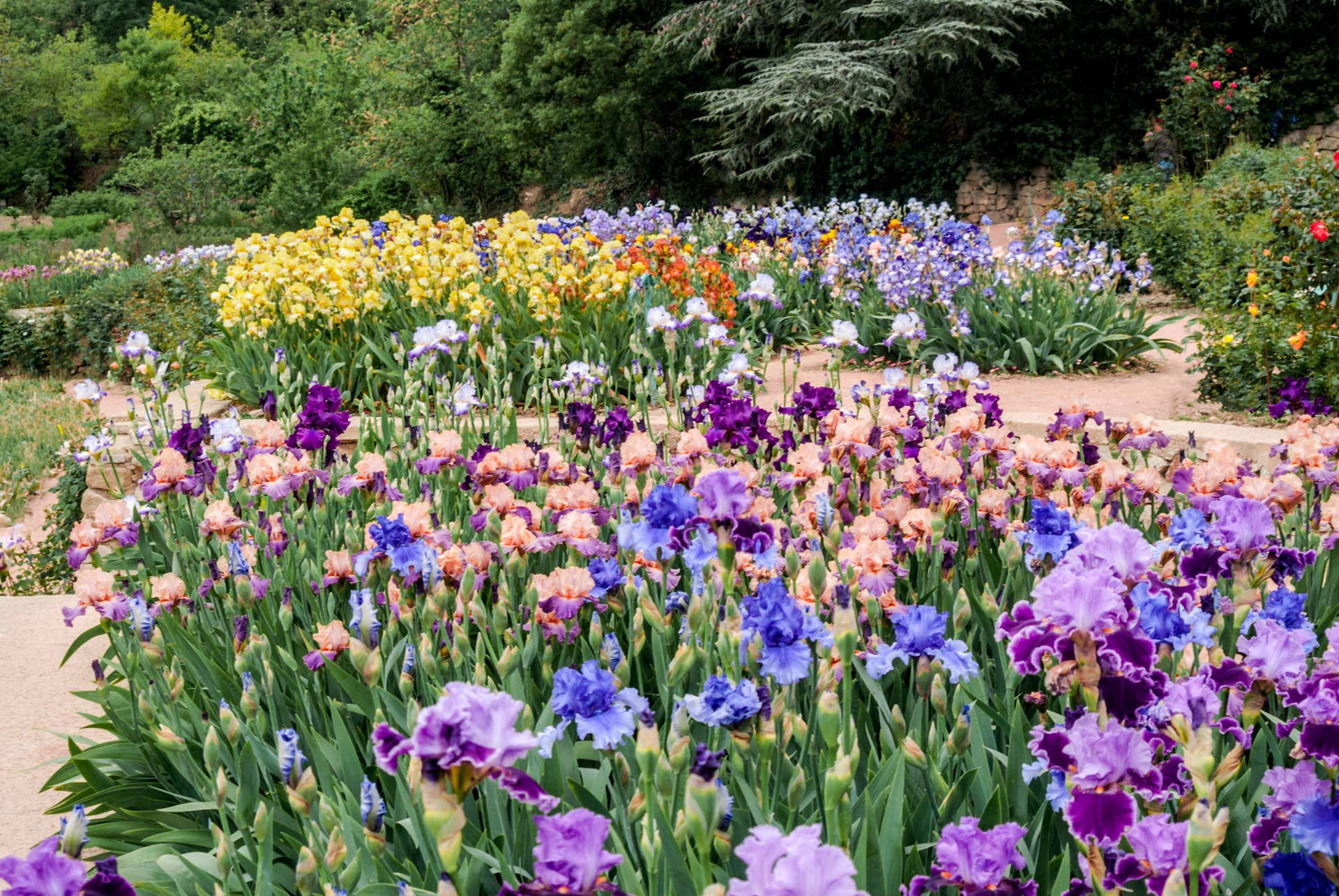 Gorgeous 'BOGO' Flower Multiplies Quickly and Comes in Several Stunning ...