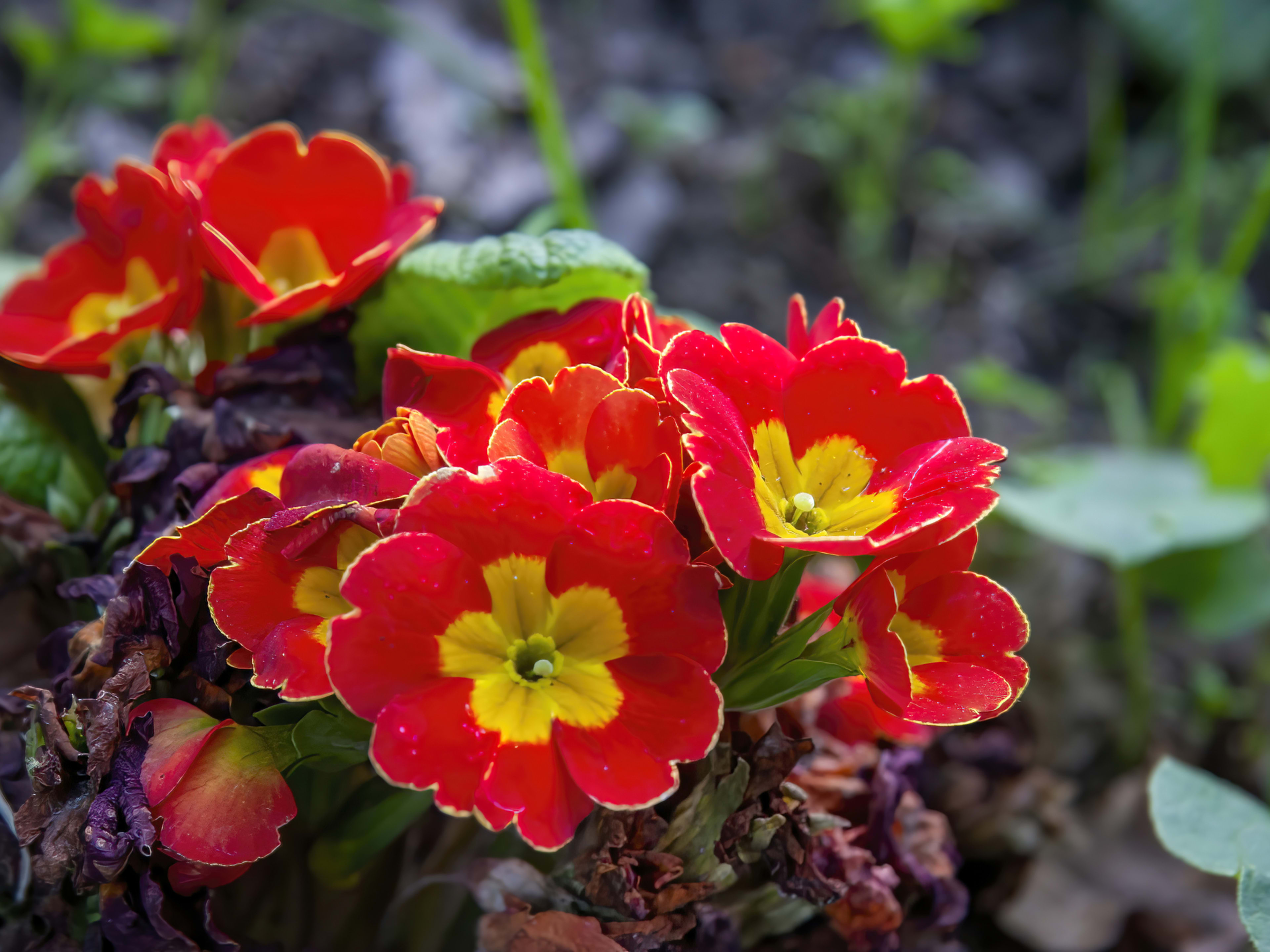 15 Shade Flowers That Are Super Easy to Grow - Dengarden