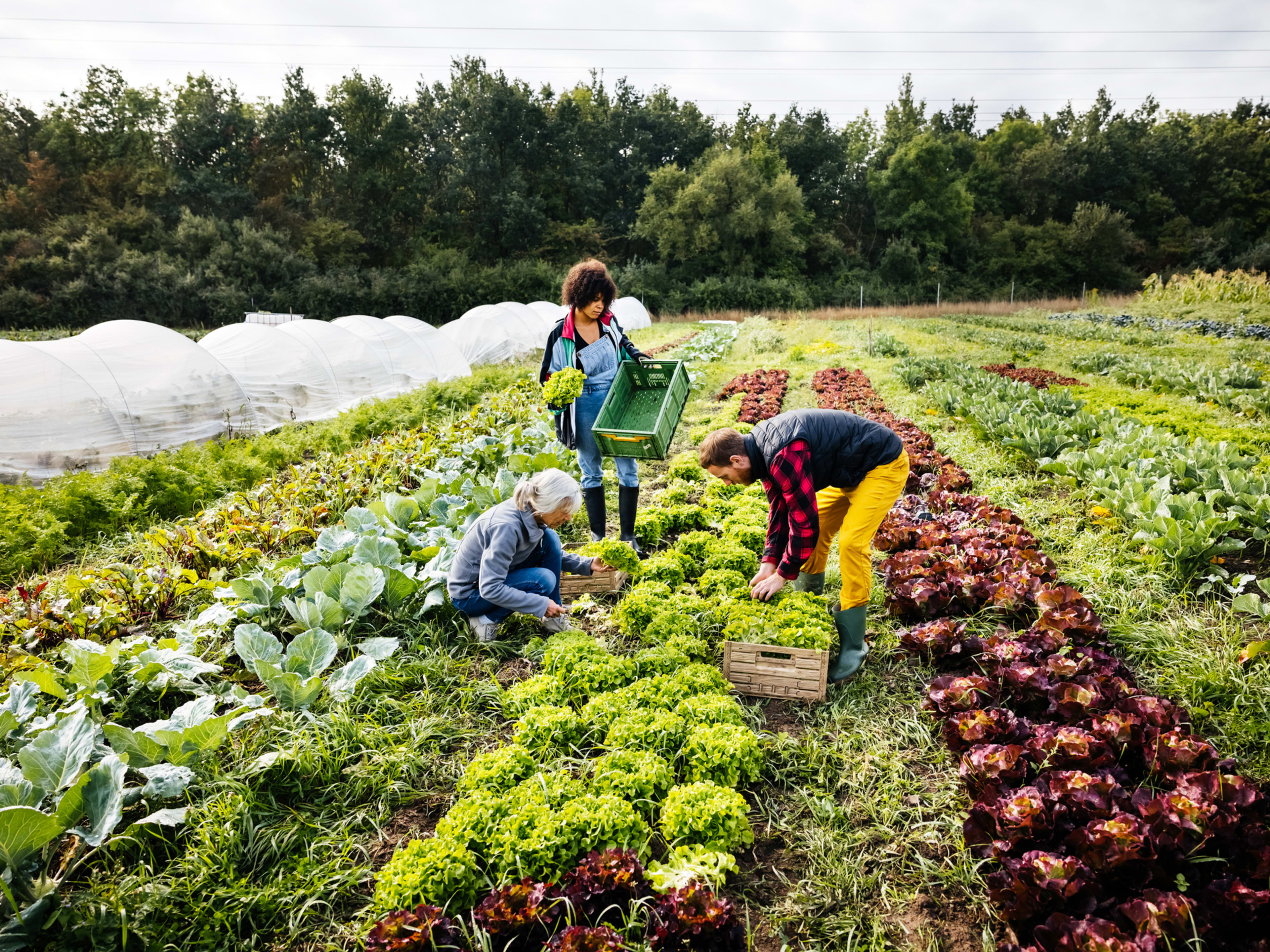 Families Farming Together
