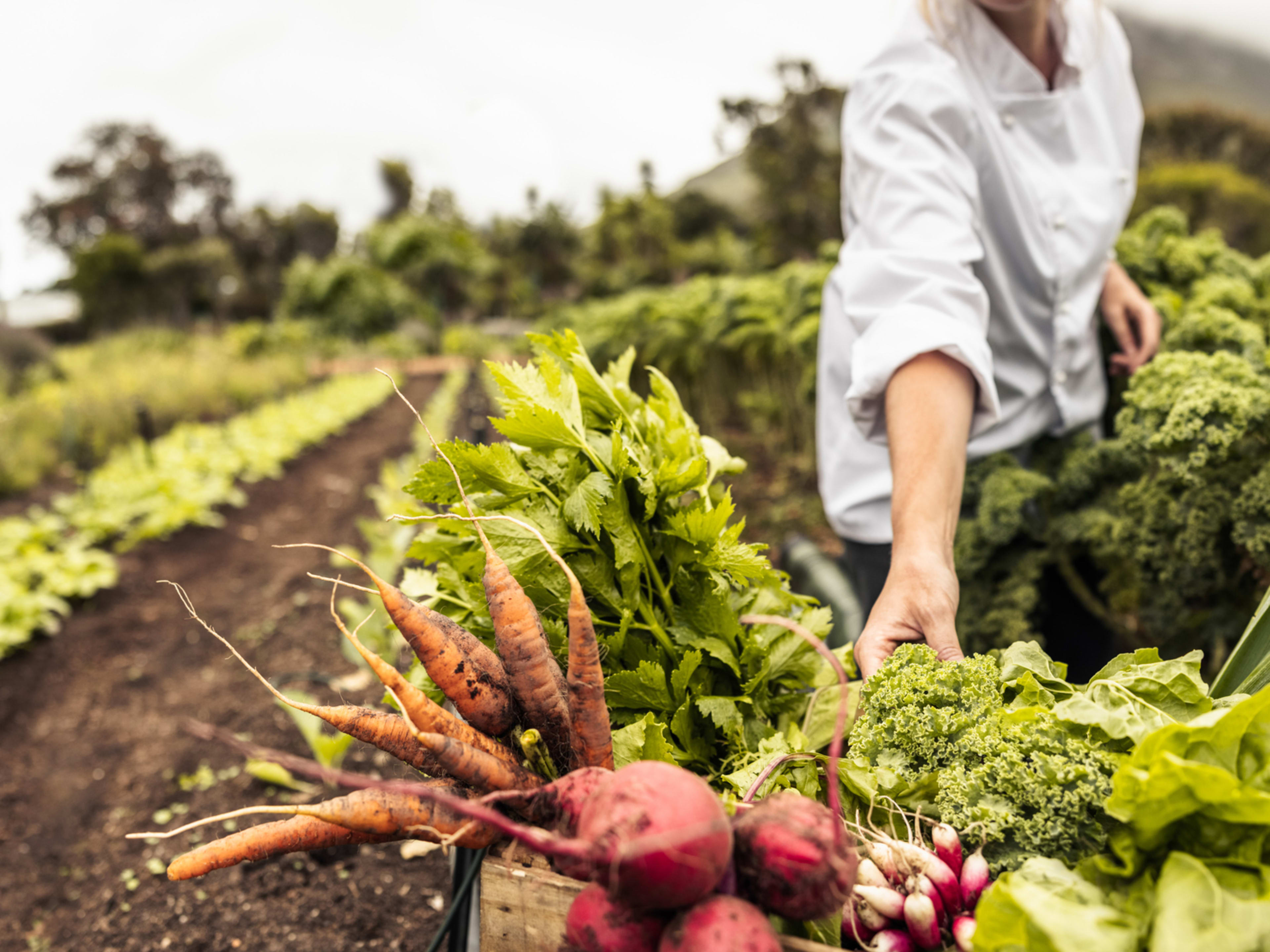 Organic vs Biodynamic Farming: Key Differences Between These Eco ...