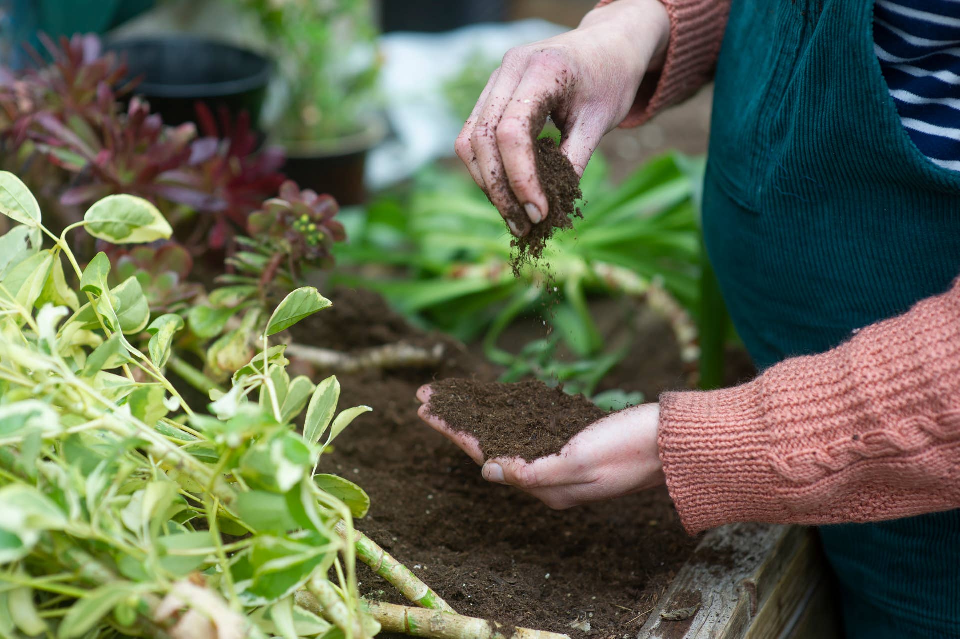 Gardener Shares Her Tip for a Beautiful Garden - Dengarden