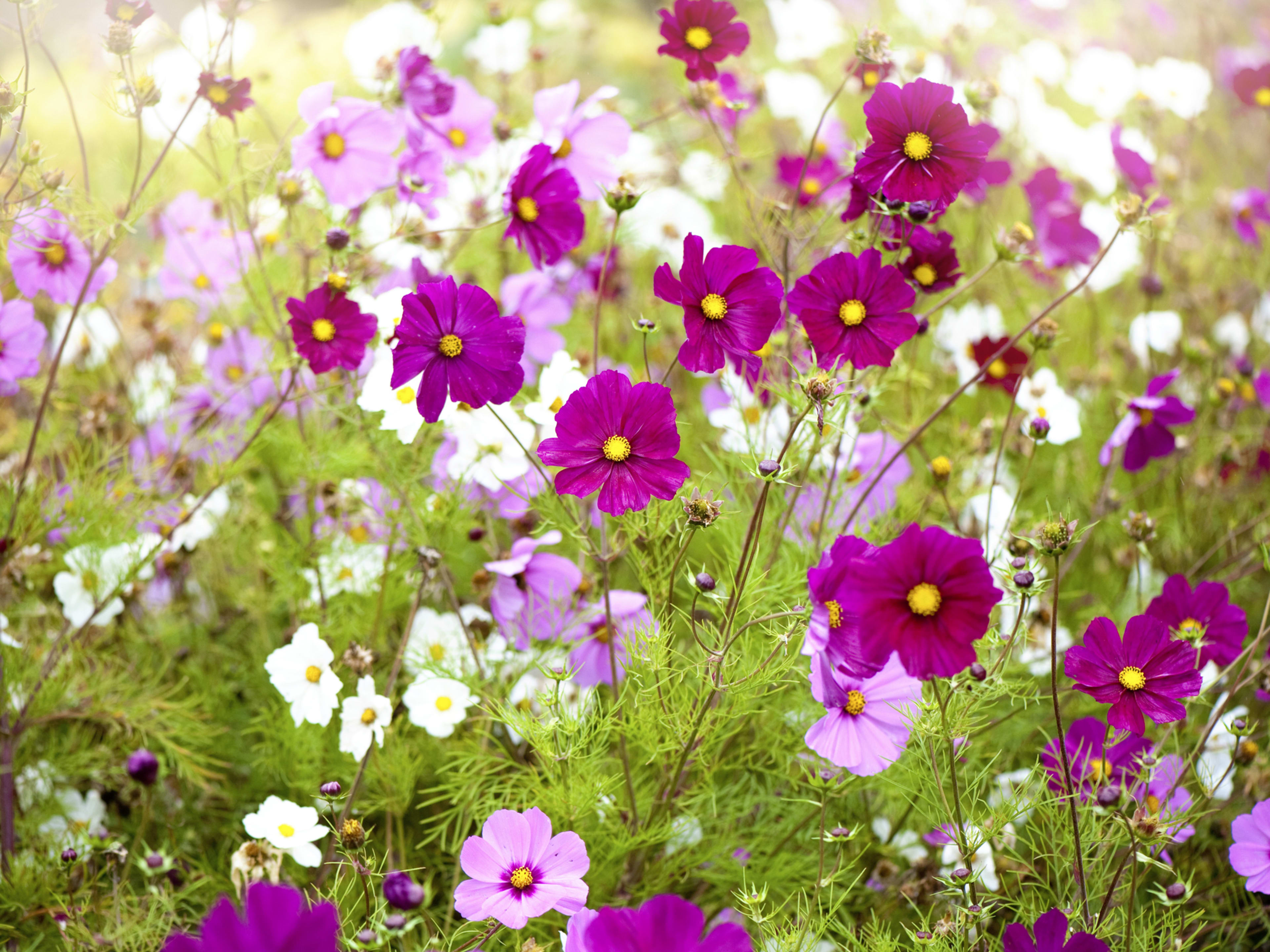 12 Easy-to-Grow Flowers for Beginner Gardeners - Dengarden