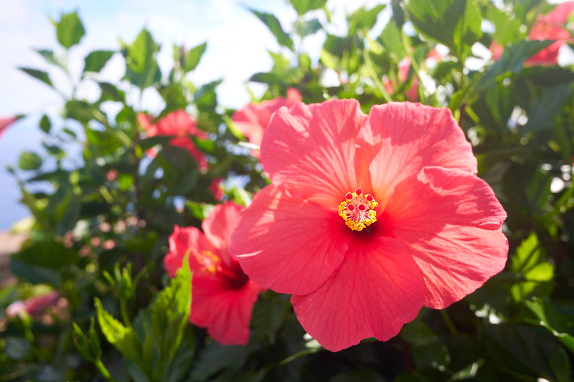 Hibiscus Tree Hibiscus Tropical Seminole Pink Flowering Shrub (Single