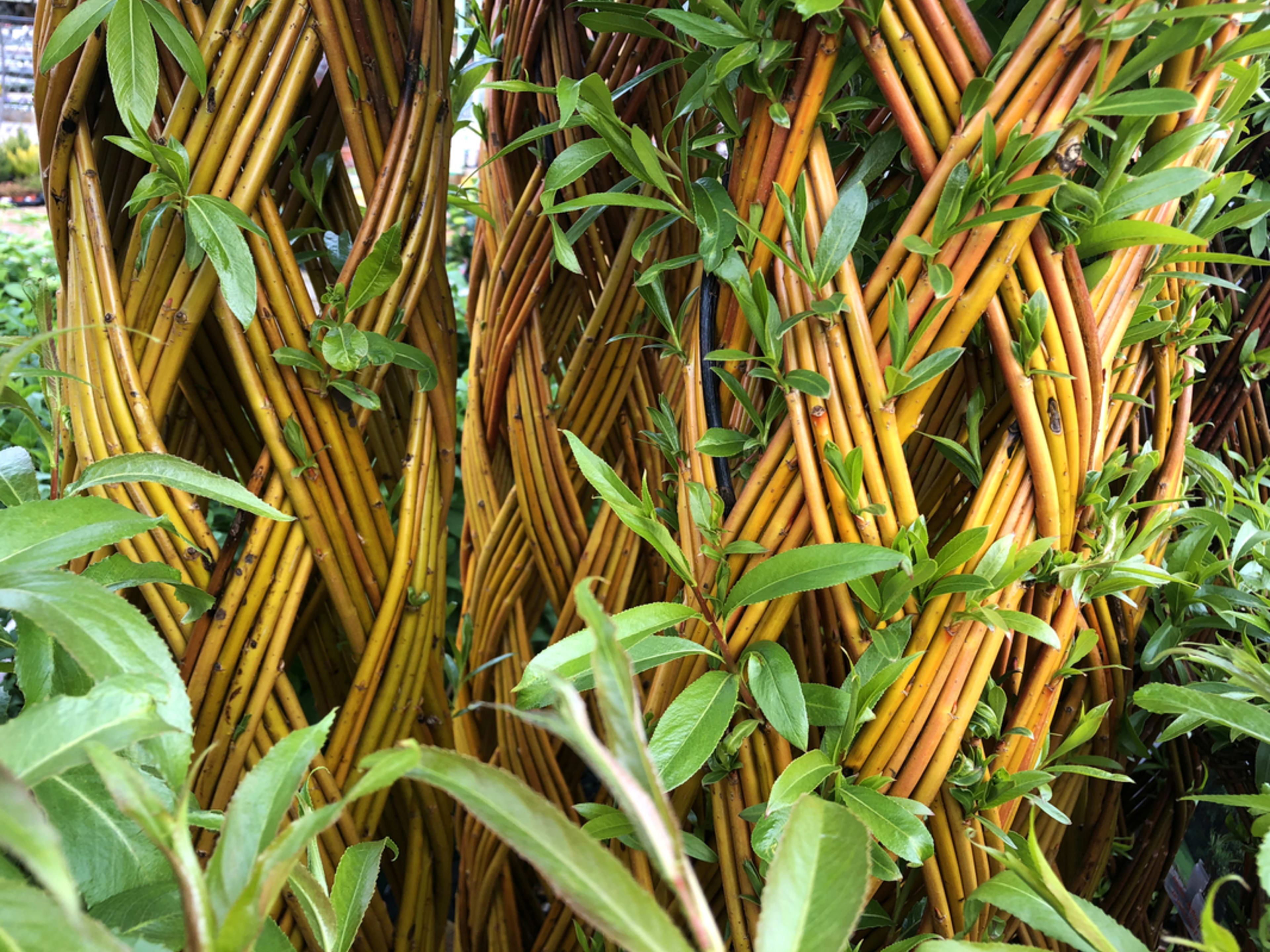 Costco's New Braided Willow Plants Have People Running to the Store