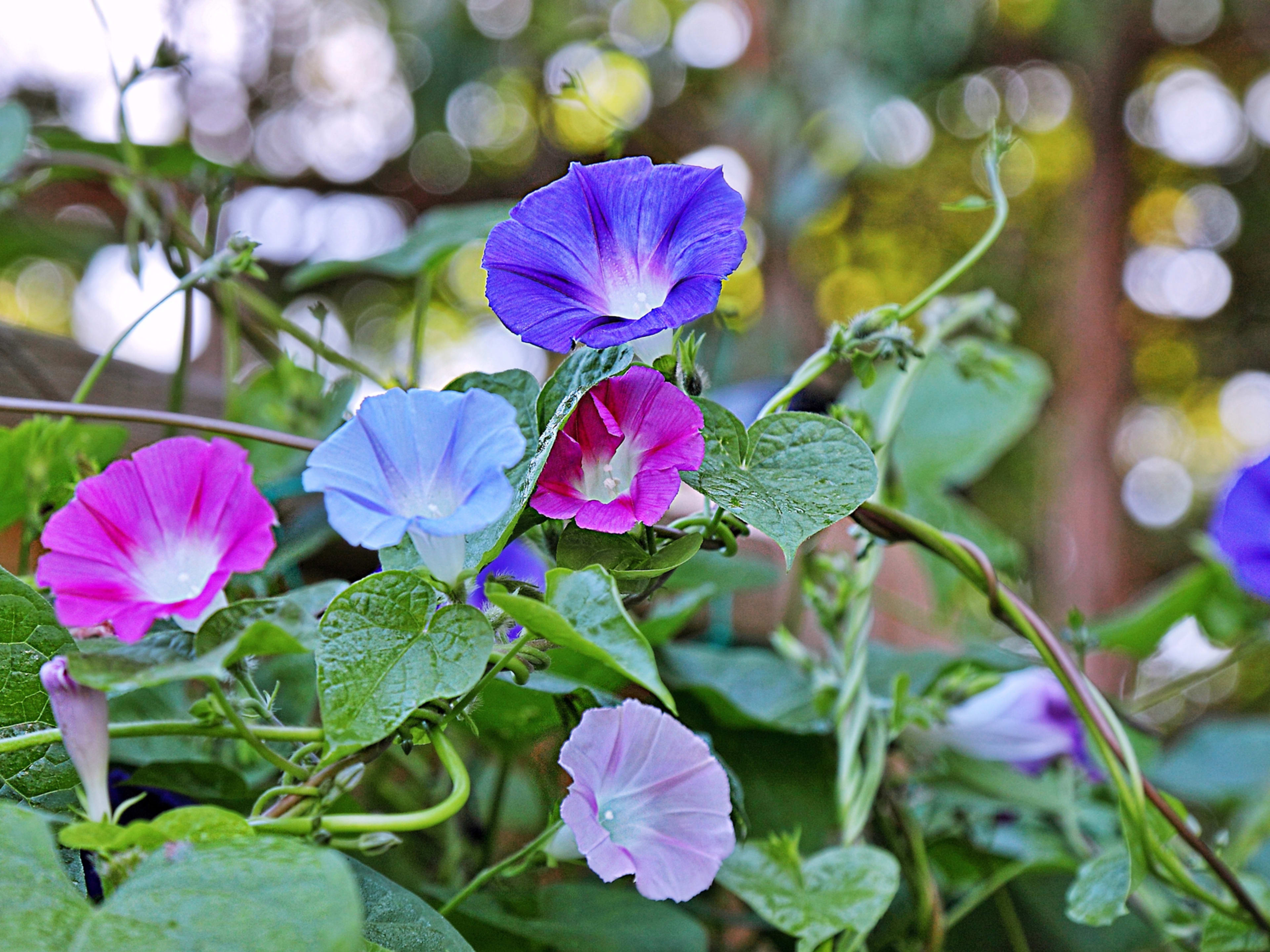 How to Grow Morning Glory: Planting Tips, Seed-Starting and More - Dengarden