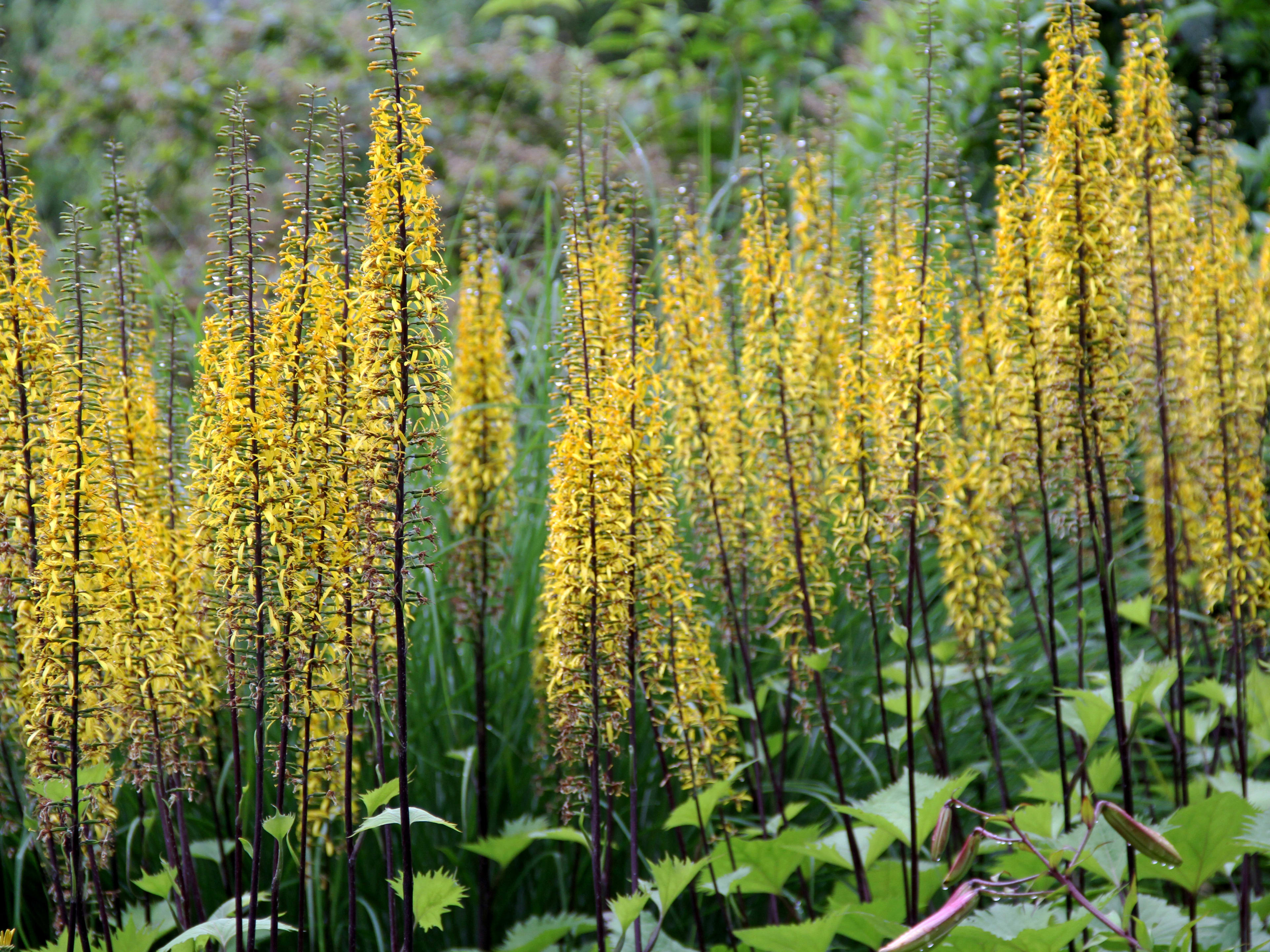 How to Plant and Grow Ligularia - Dengarden