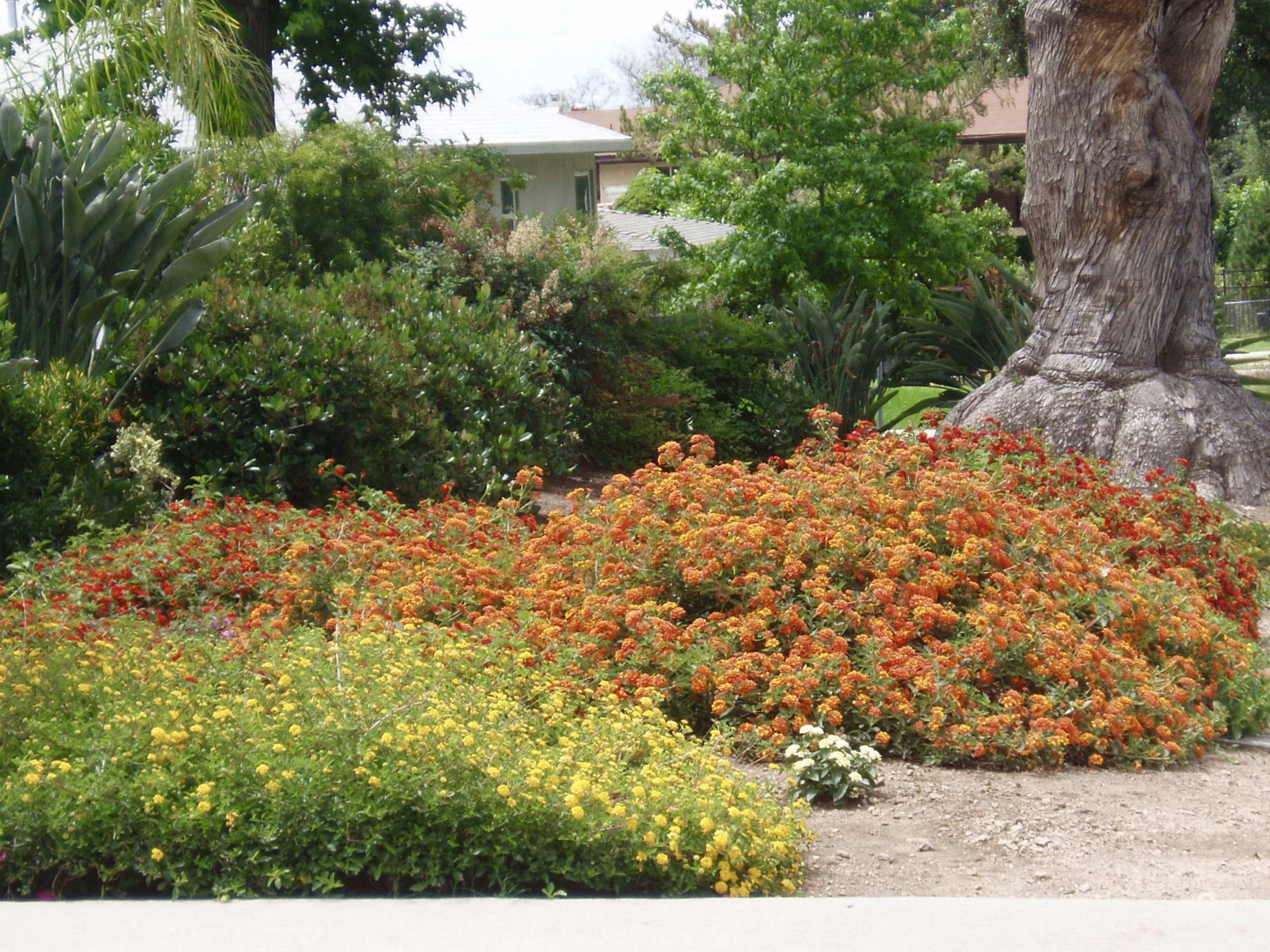 9 No-Mow Ground Covers For Your Lawn or Garden - Dengarden