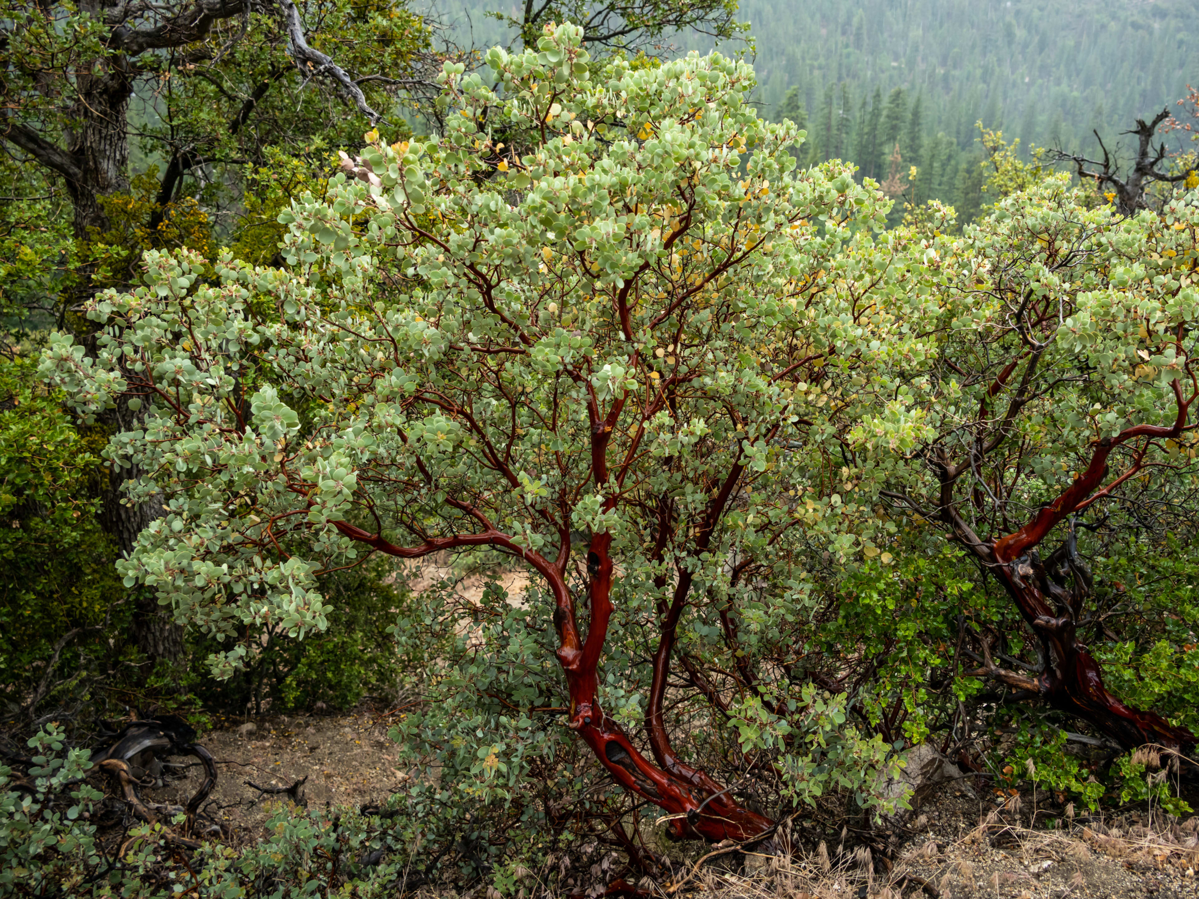 How to grow and care for Manzanita trees - Dengarden