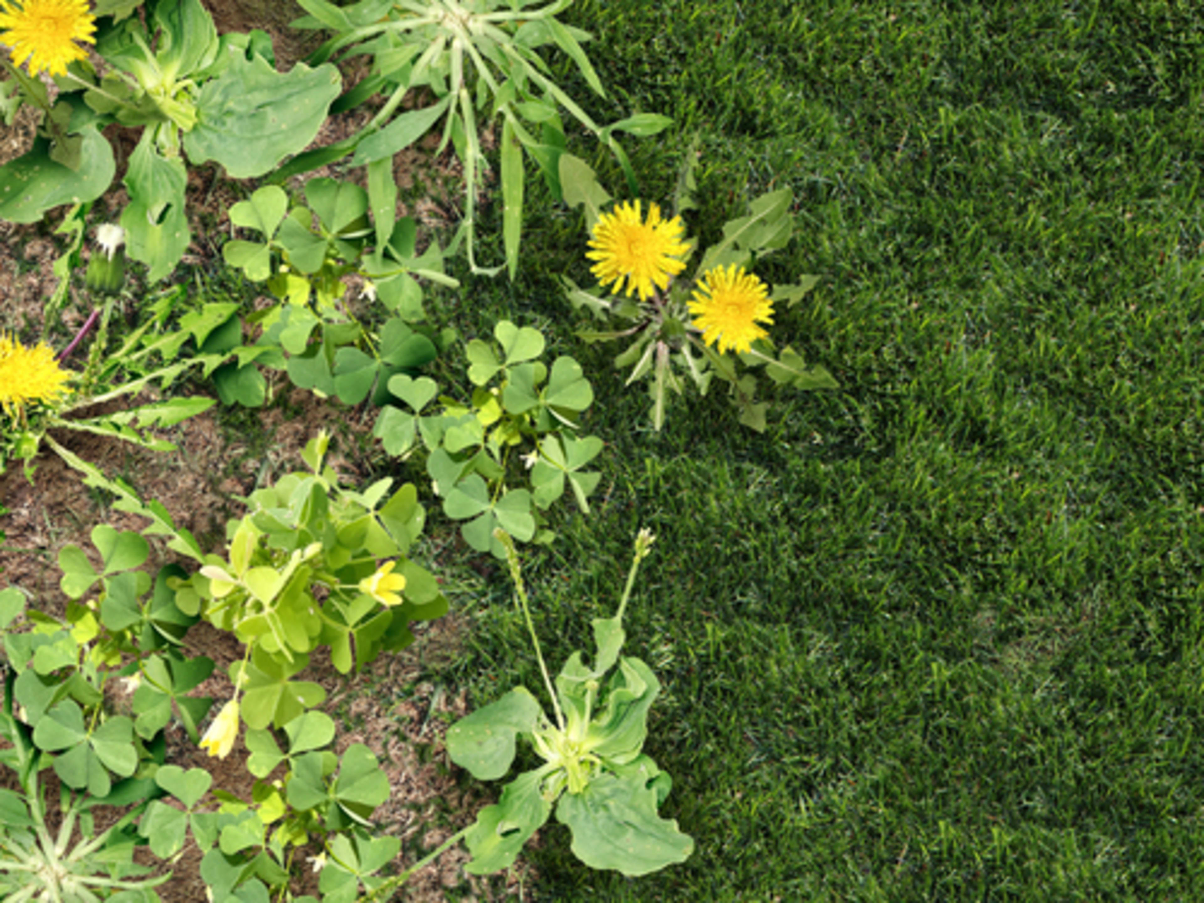 7 Ways to Get Rid of Dandelions Before they Take over Your Yard - Dengarden