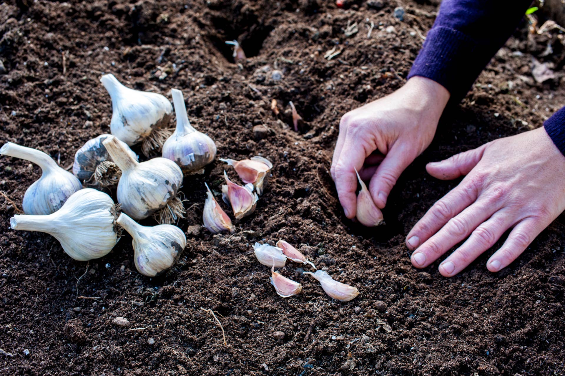 How to Plant and Grow Garlic Like a Pro - Dengarden