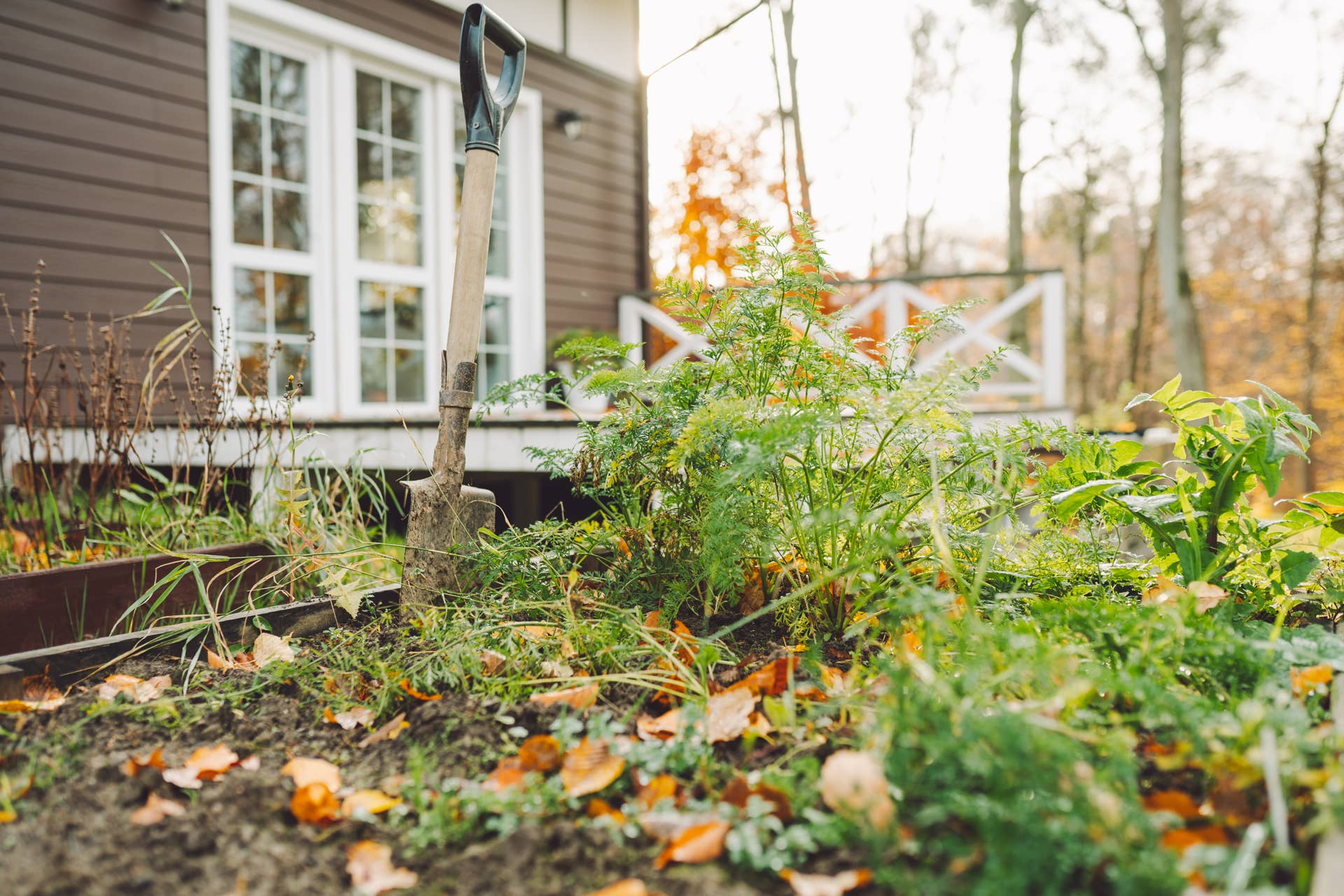 What to Plant in September for a Late-Season Harvest - Dengarden