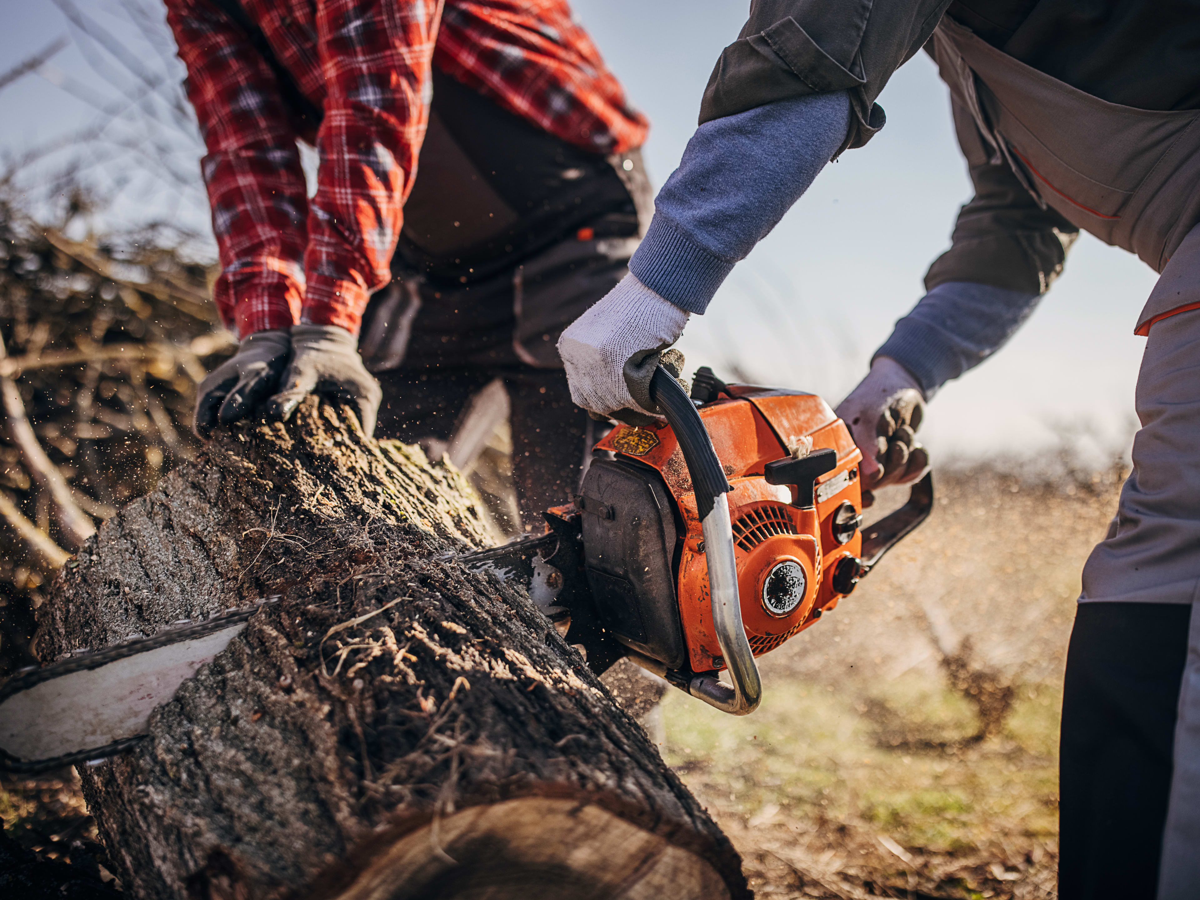 The Best Tree Saws for Every Backyard and Garden Task - Dengarden