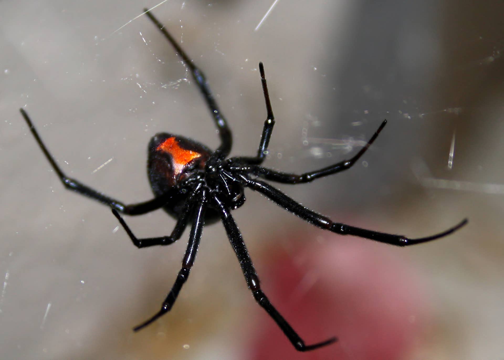 How to Identify and Deal With Black Widow Spiders - Dengarden