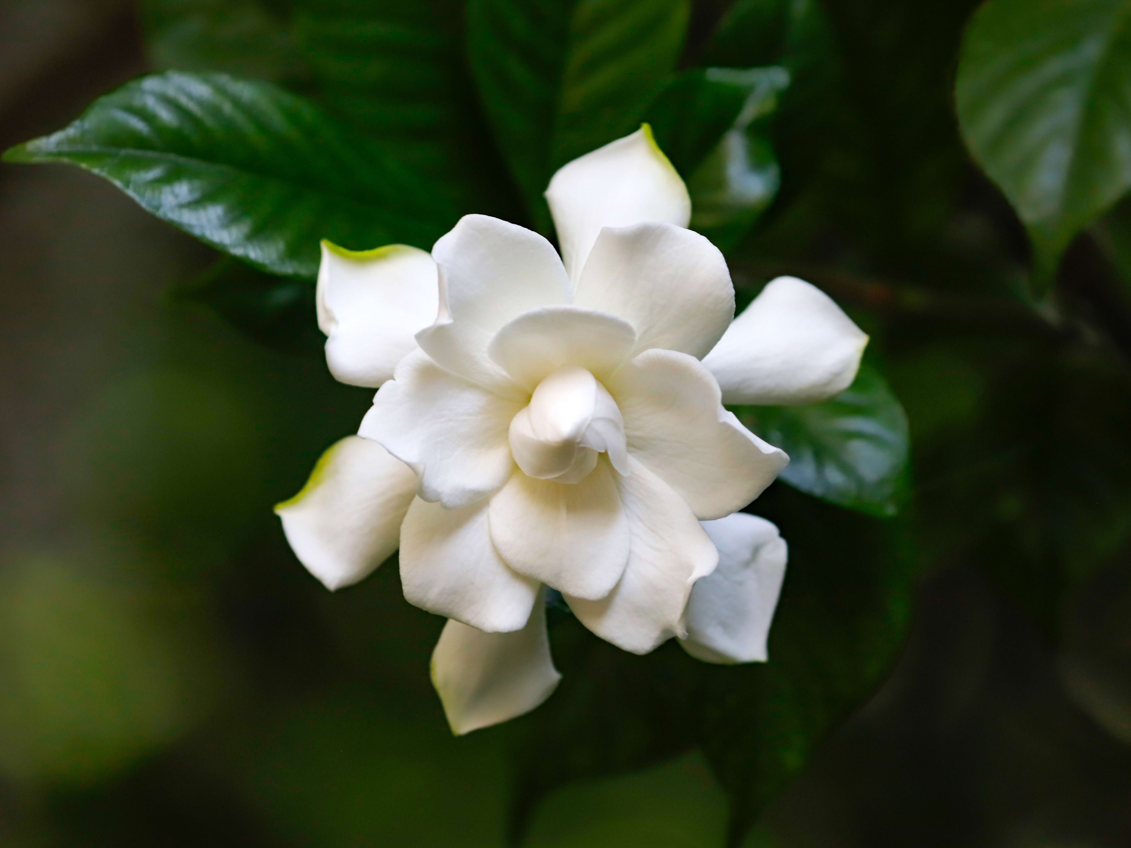 Tips and How-Tos for Planting Flower Gardens - Dengarden