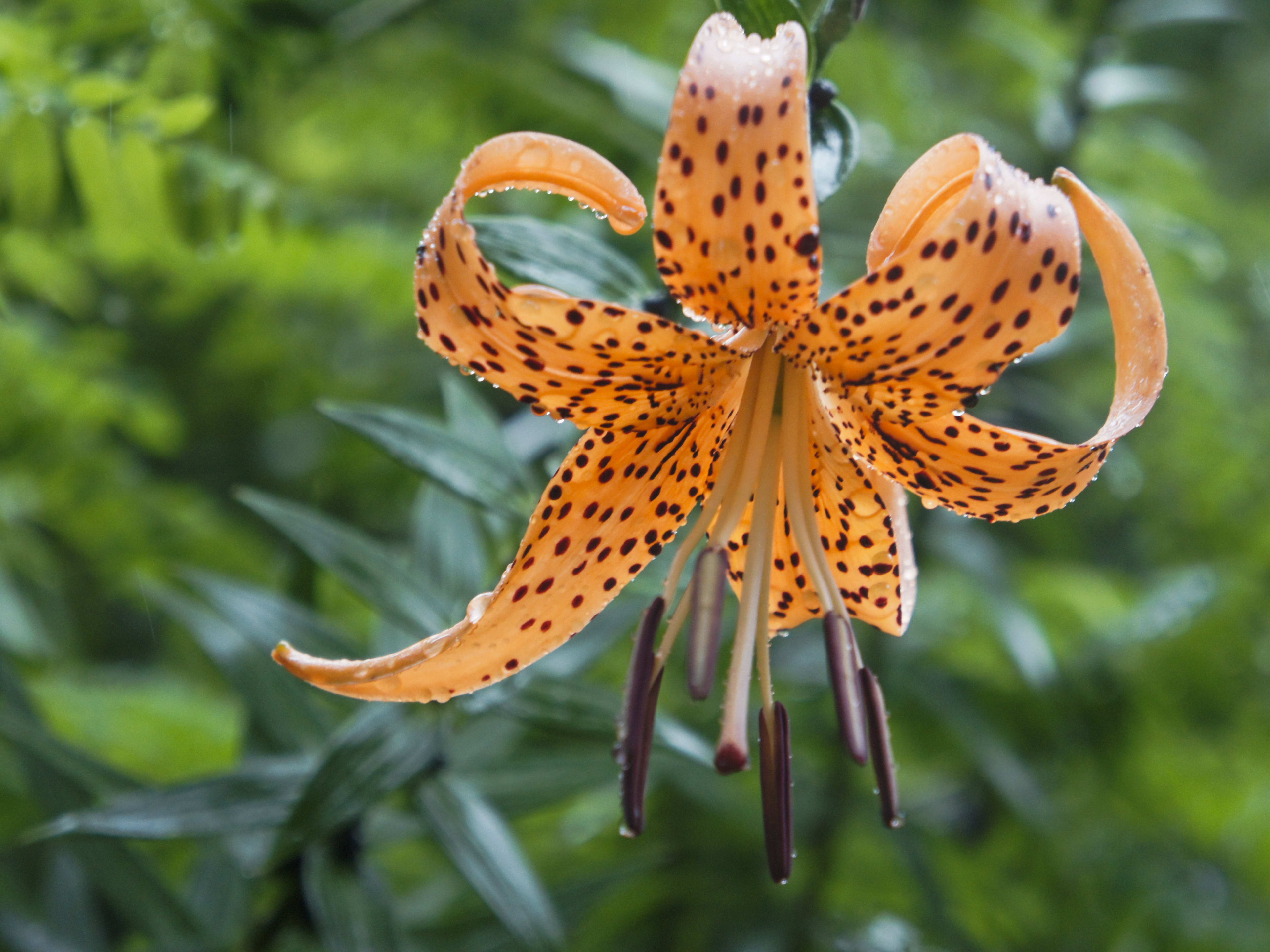 Tips and How-Tos for Planting Flower Gardens - Dengarden