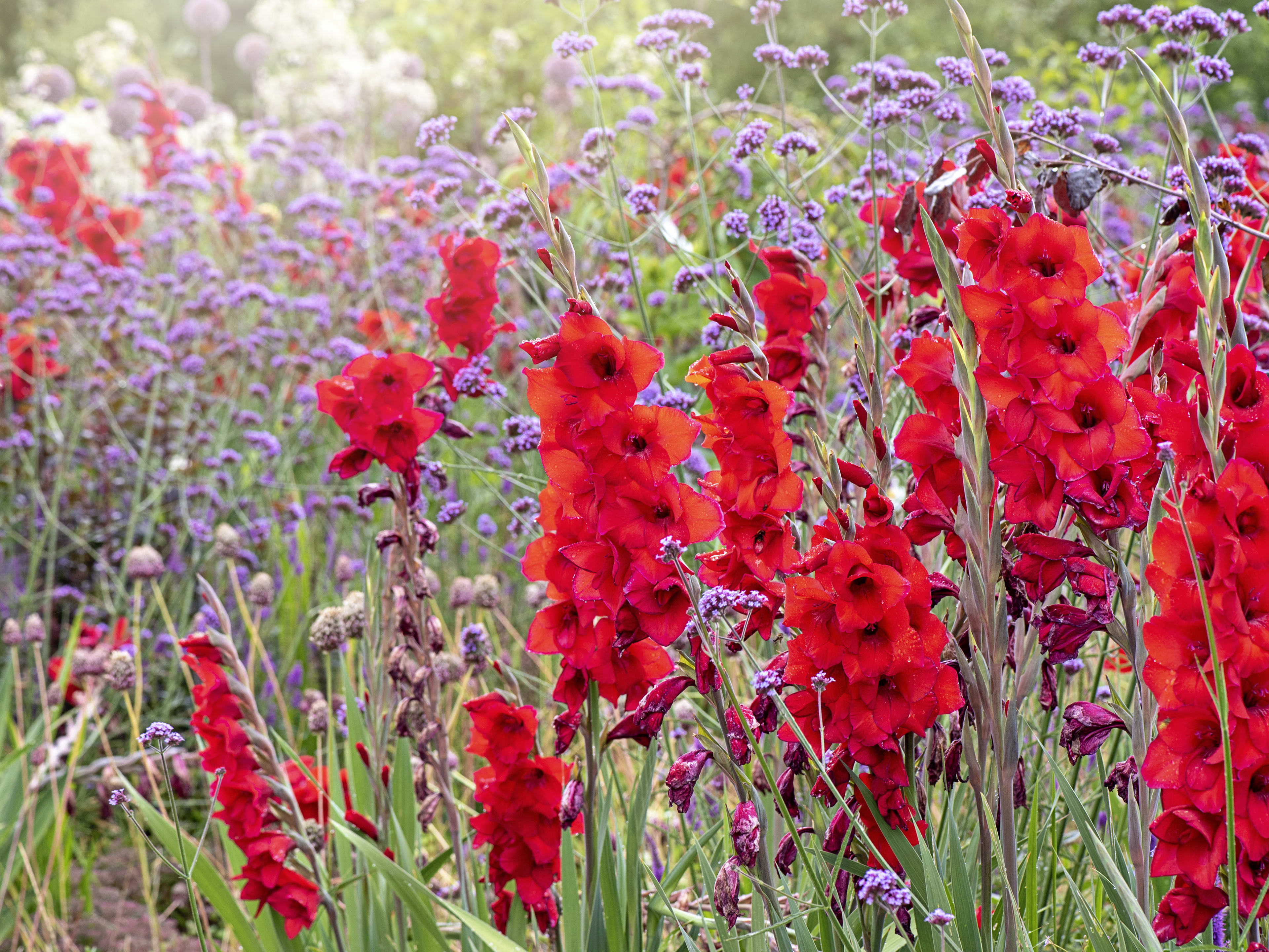 Planting Flower Gardens: Tips and How-Tos - Dengarden