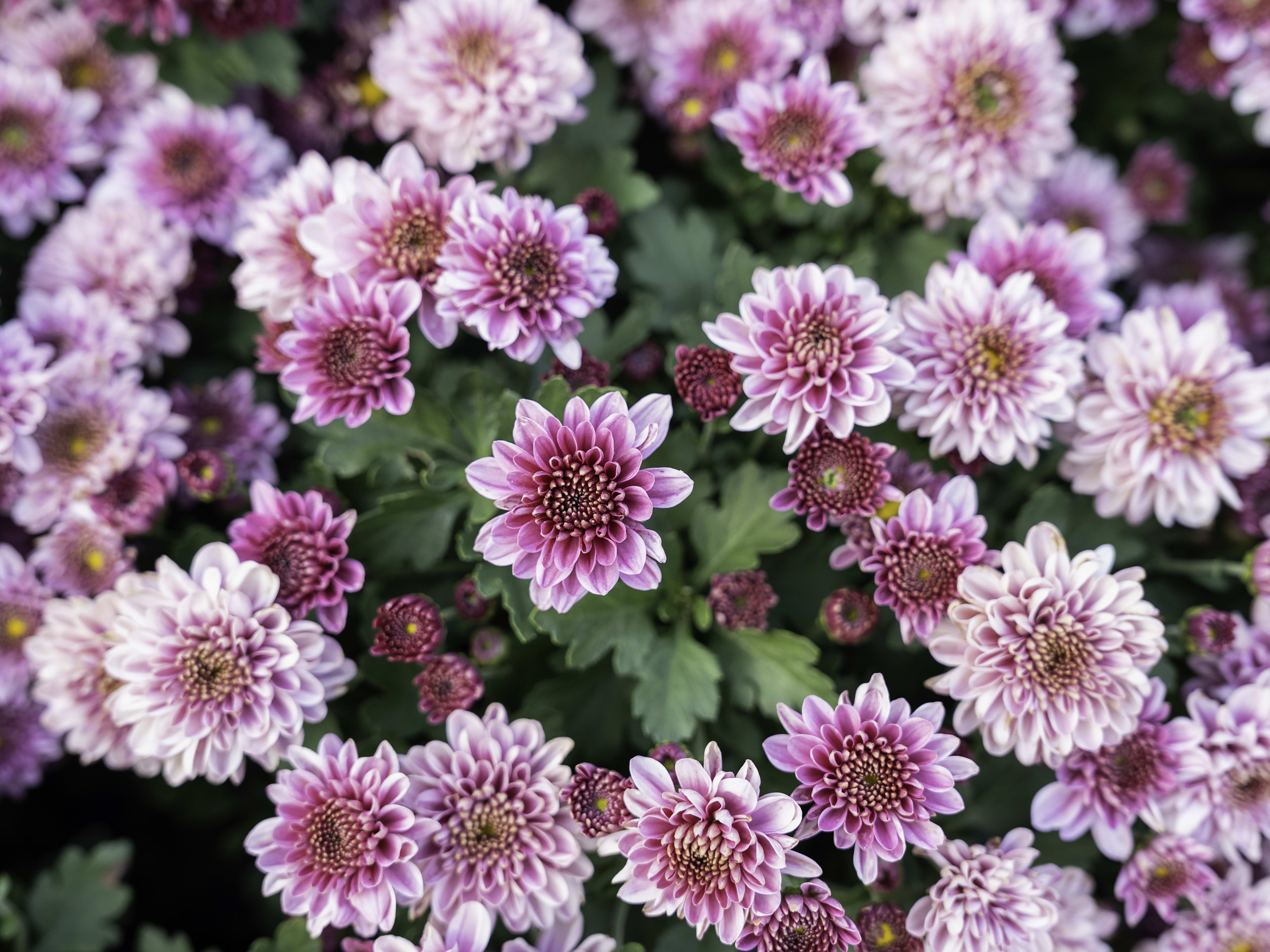 Planting Flower Gardens: Tips and How-Tos - Dengarden