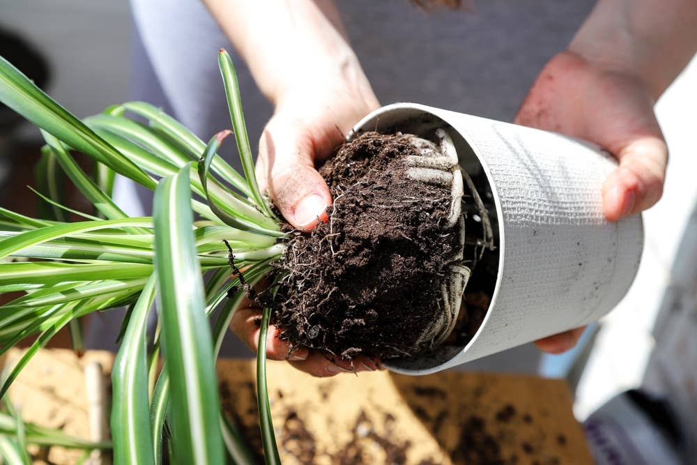 Garden Influencer Shares Tips on Repotting Plants - Dengarden