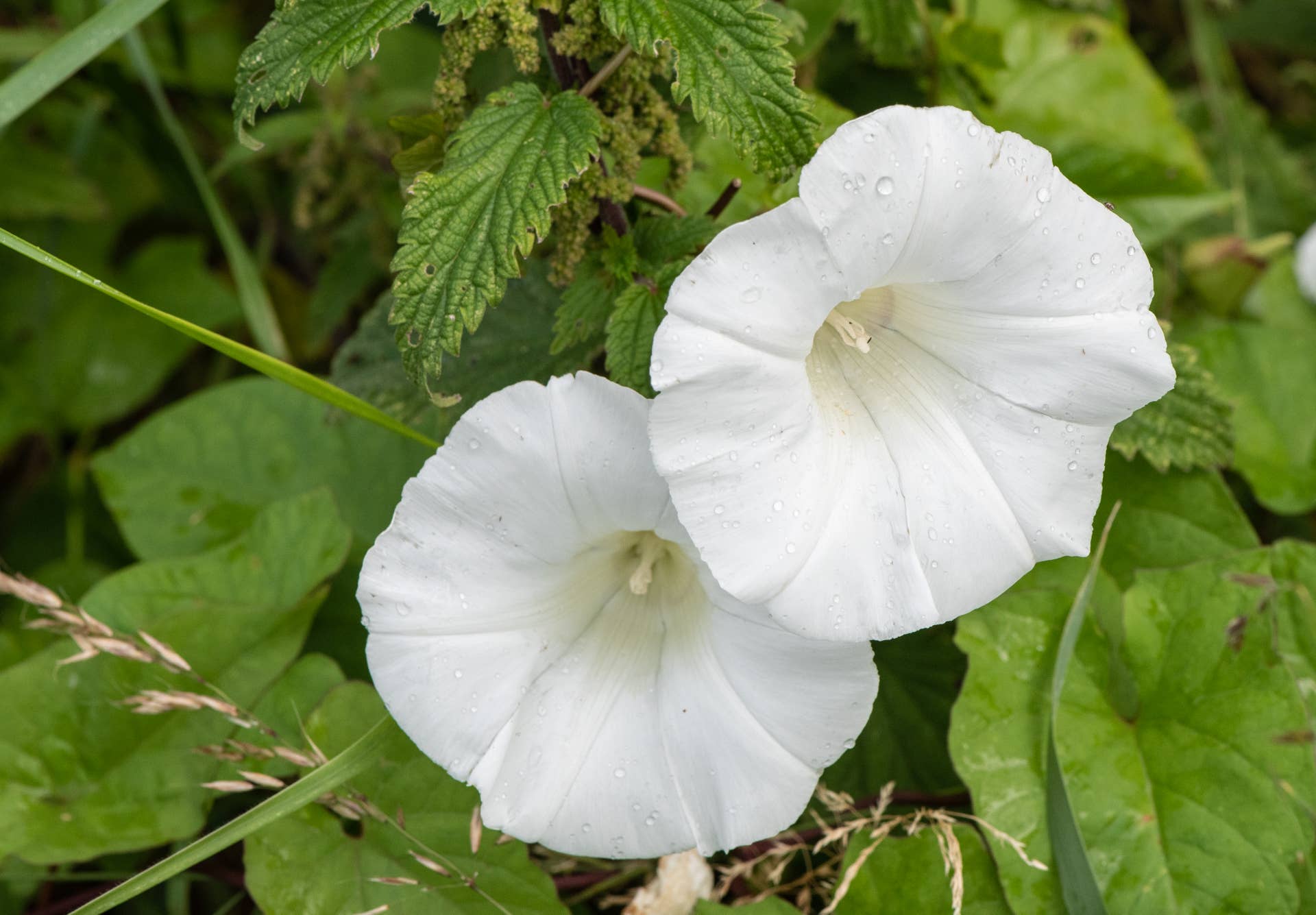 15 Common Garden Weeds (With Pictures) - Dengarden