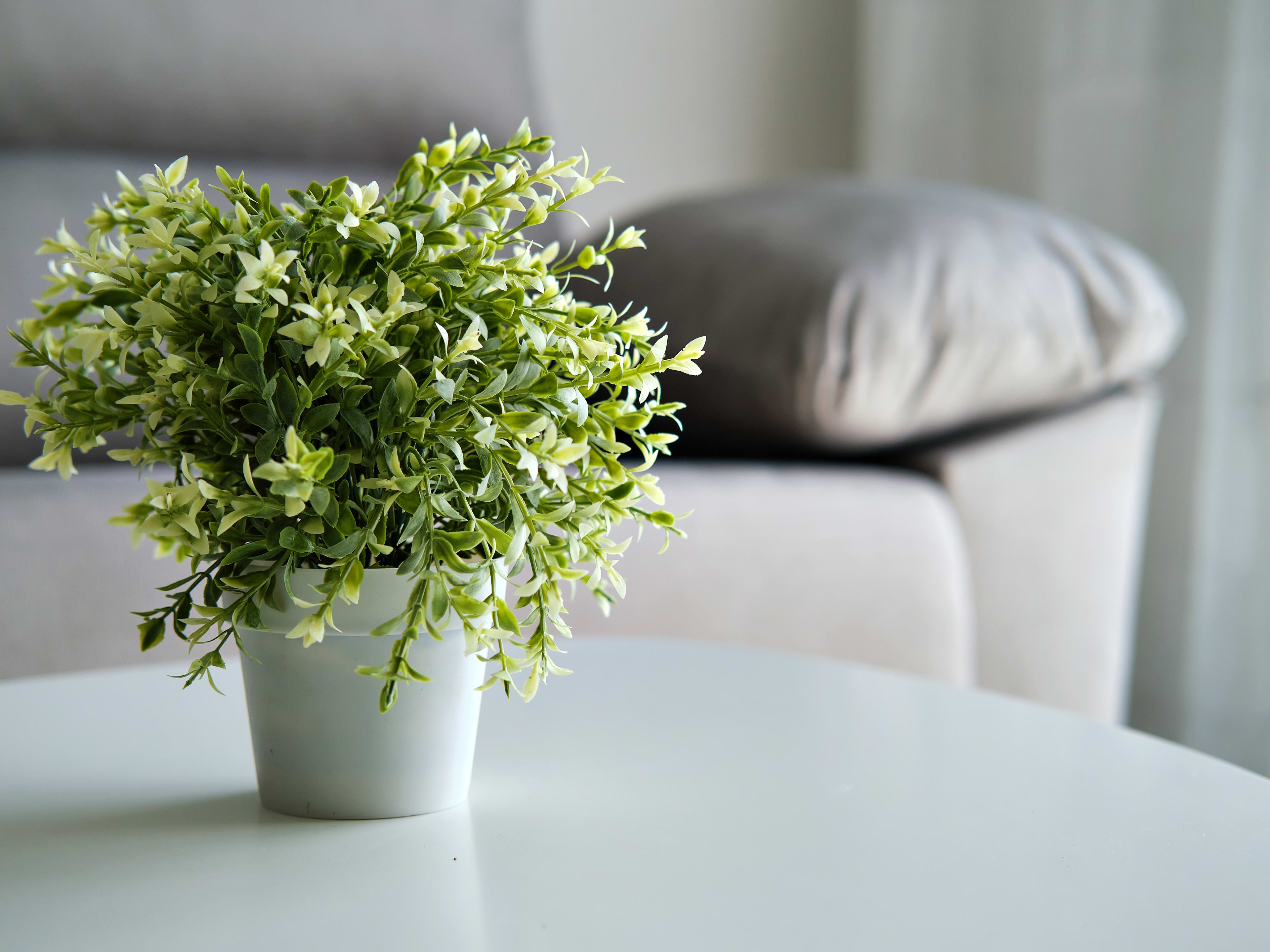 Are Fake Plants Tacky? Designers and Florists Share Their Unfiltered ...
