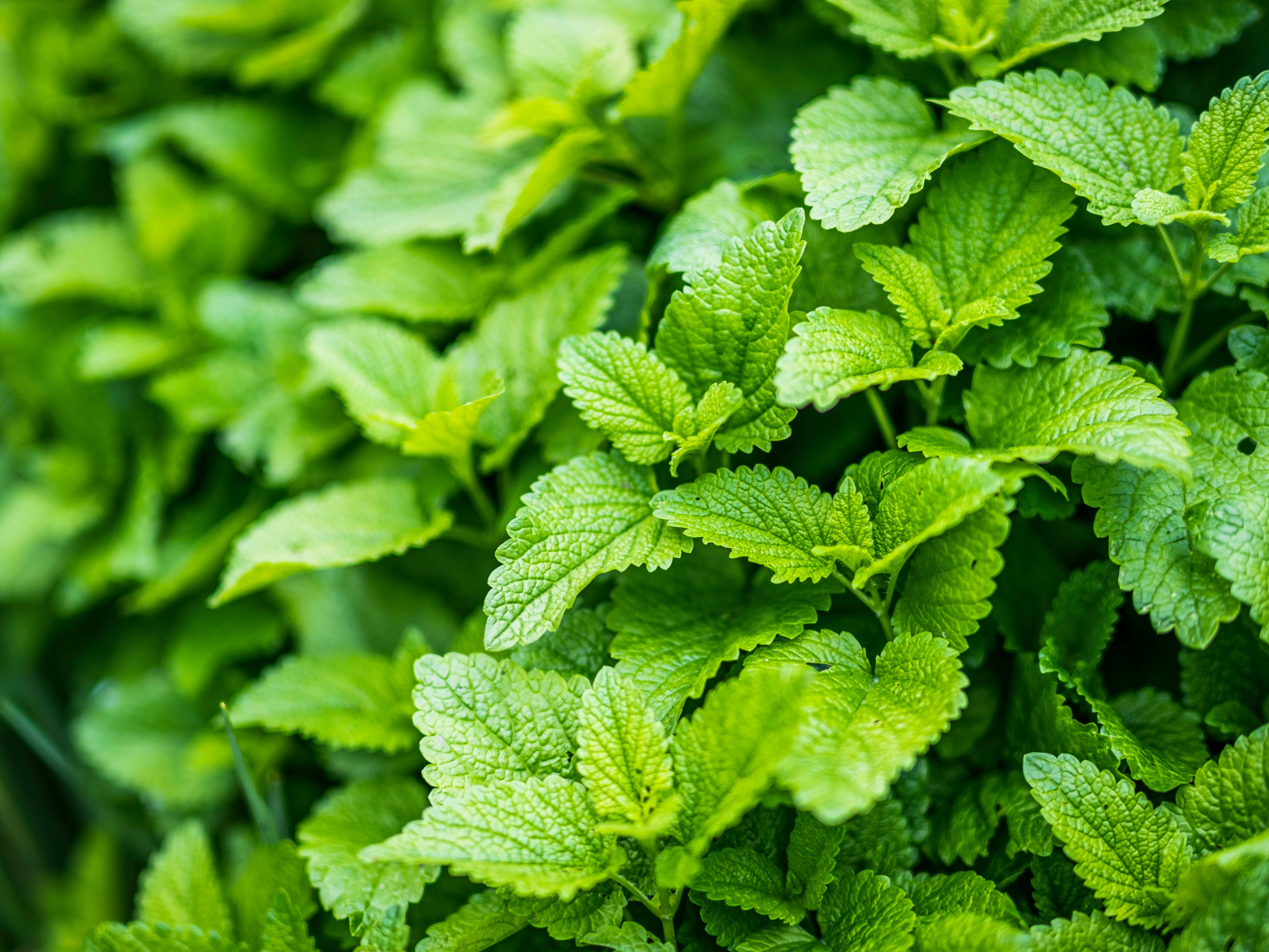 Lemon Balm Plant Care: Everything You Need to Know - Dengarden