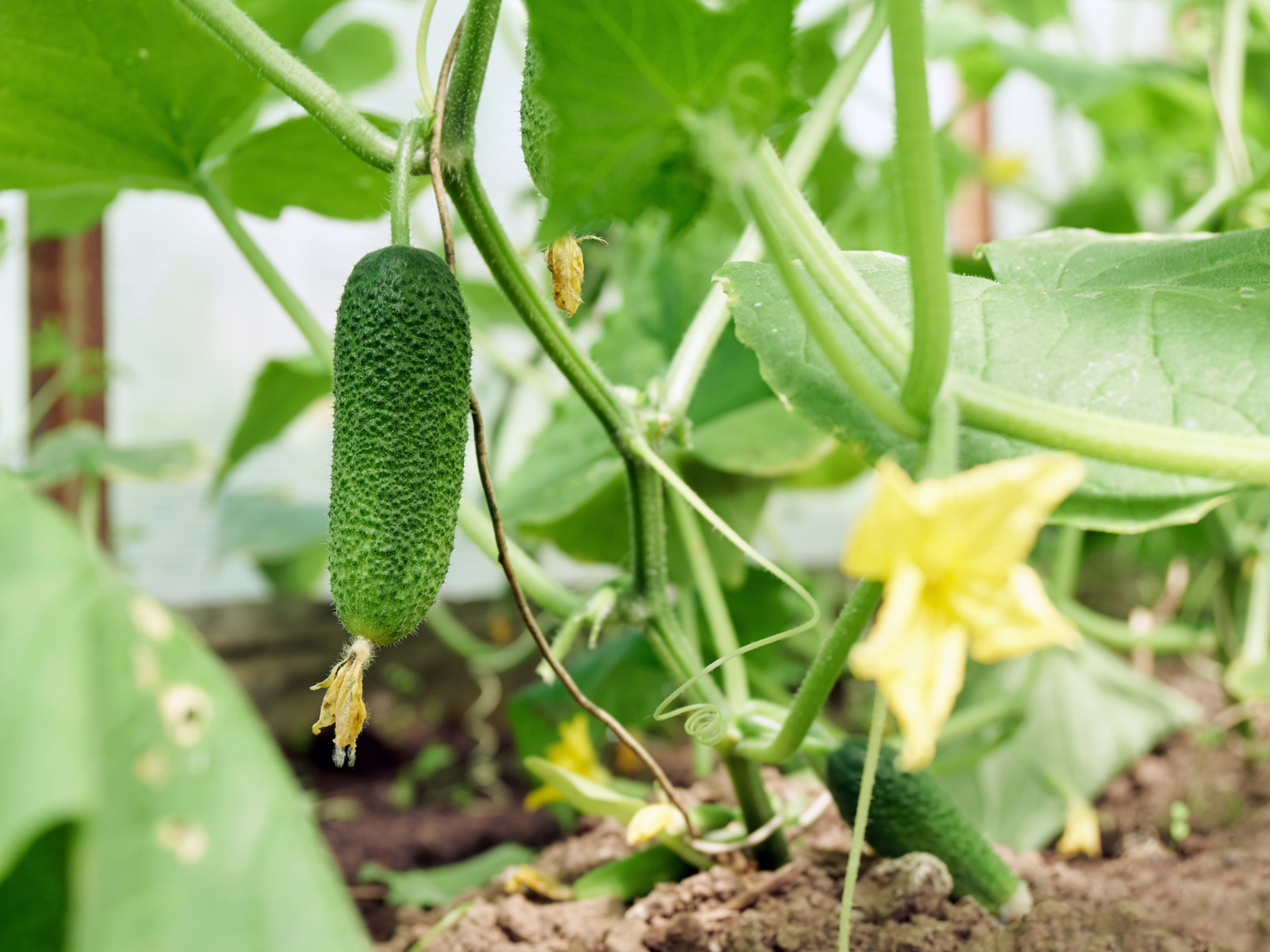 What is a kitchen garden and how do you start one? - Dengarden