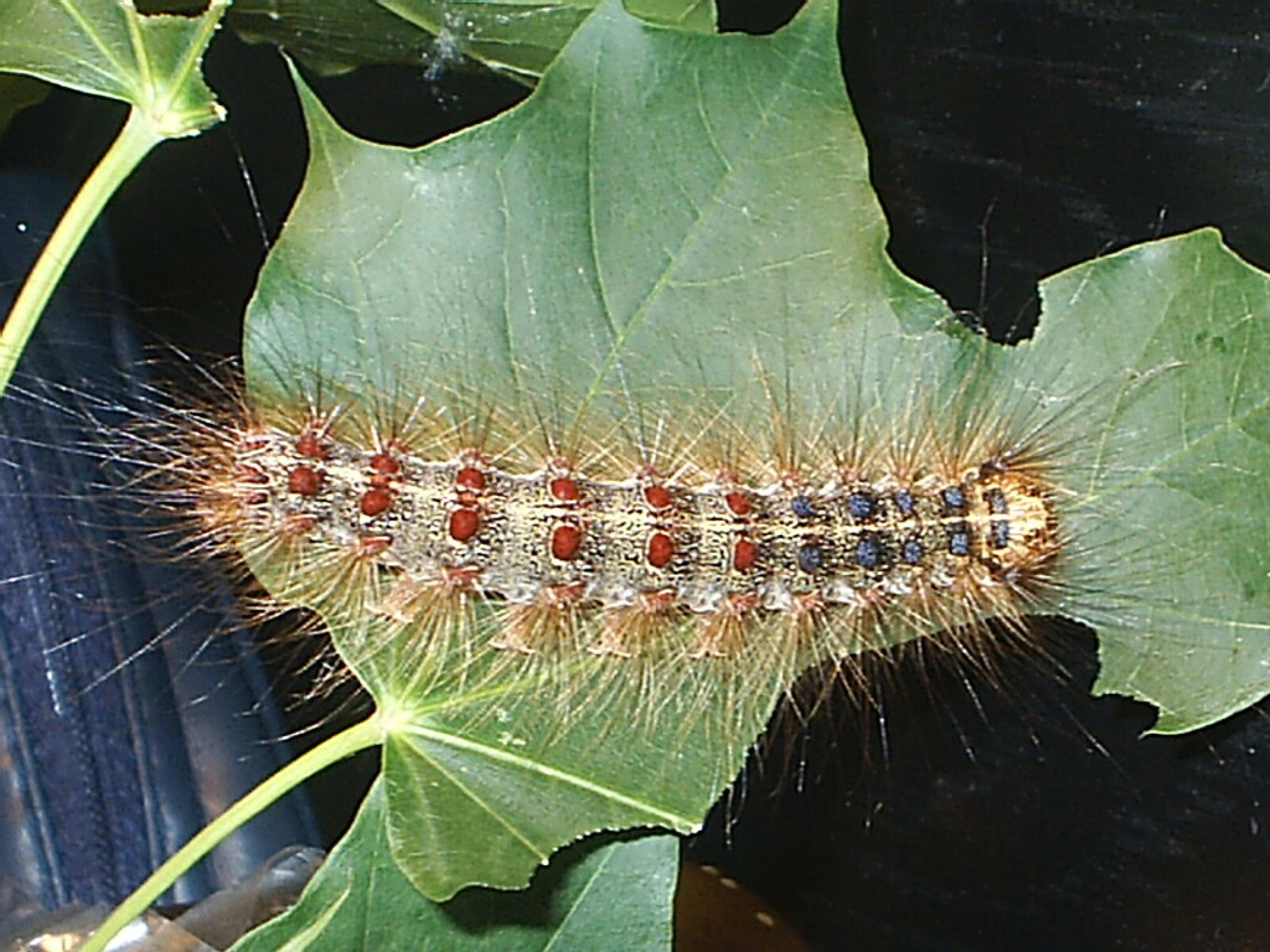 Caterpillars on Oak Trees: Identification Guide With Photos - Dengarden