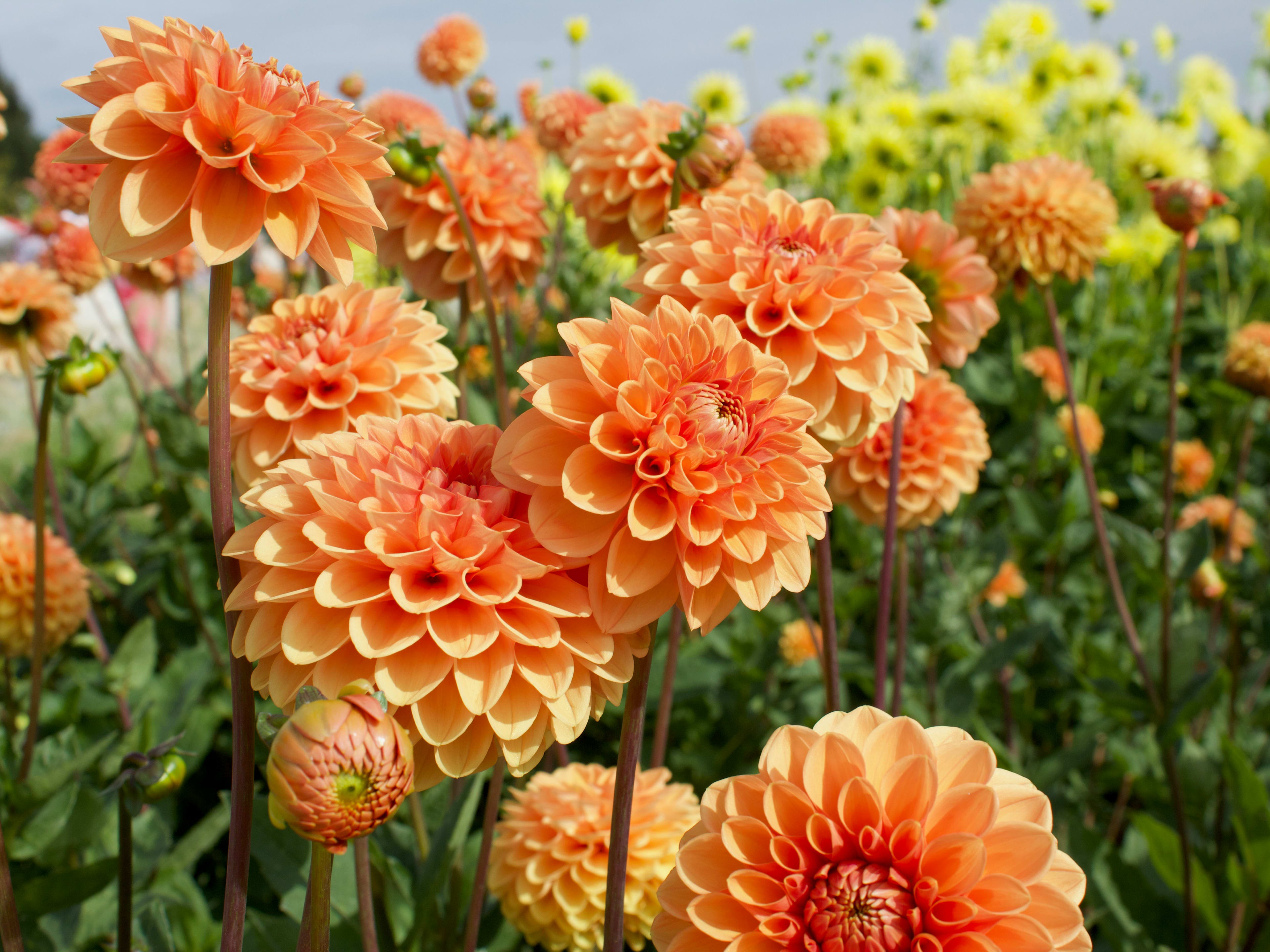 Dahlia Meaning: Learn the Symbolism Behind These Late Summer Beauties ...