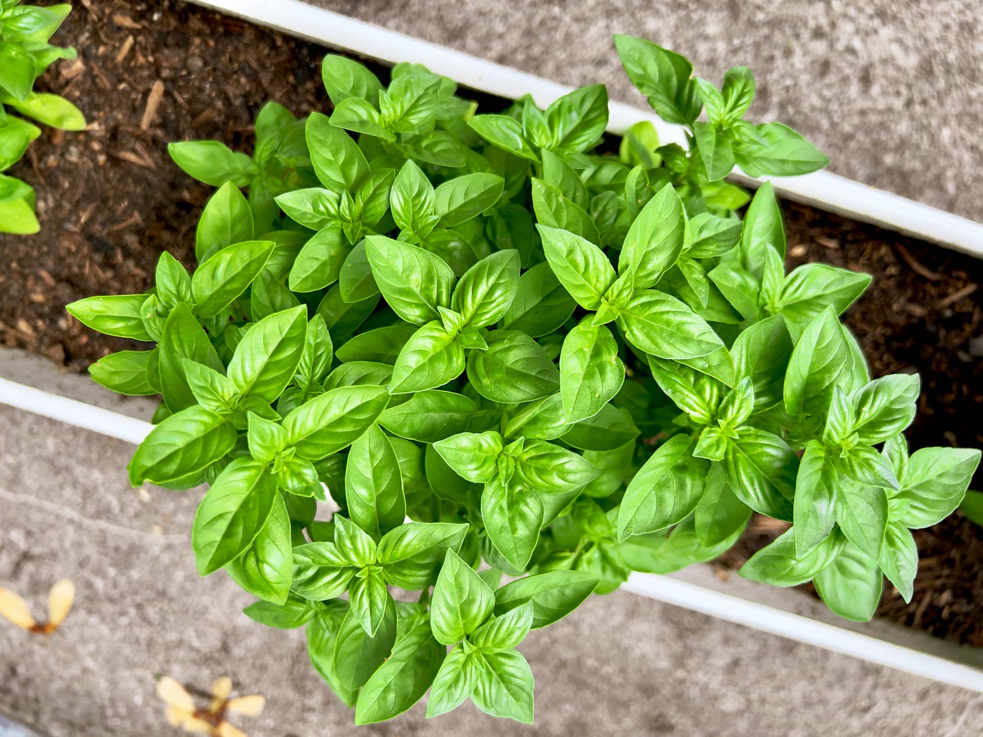 How to Dry Basil From Your Garden—Without Ruining It - Dengarden