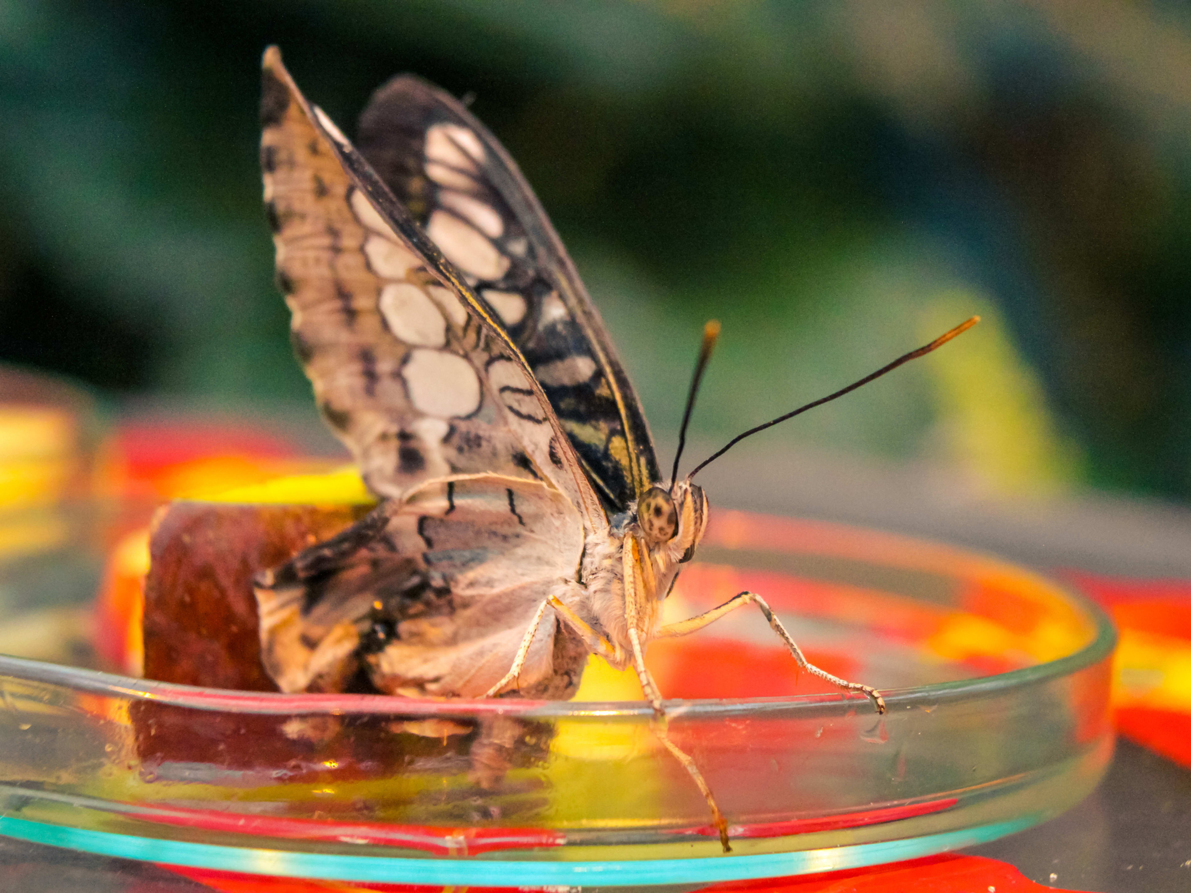 What is a Butterfly Puddler & How to Make One - Dengarden
