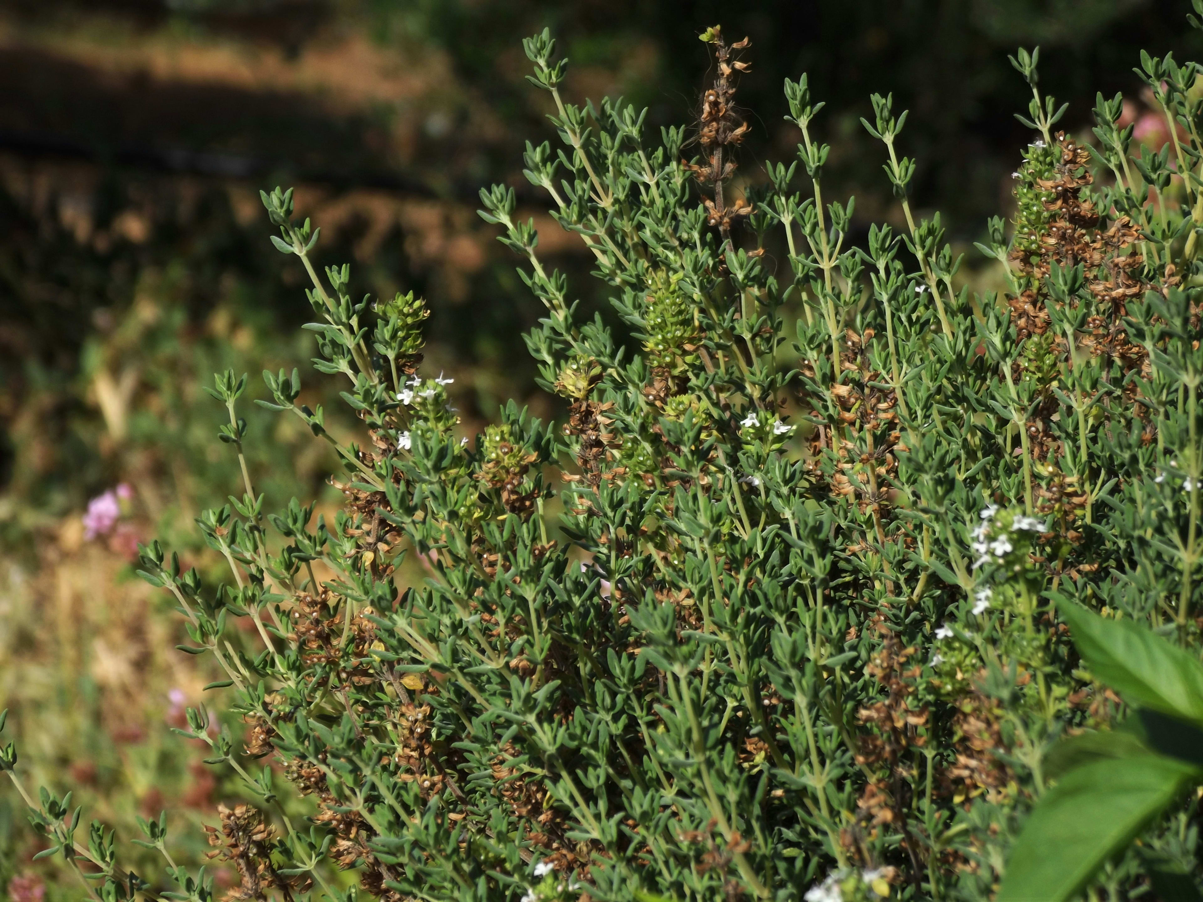 How to dry thyme from your garden - Dengarden