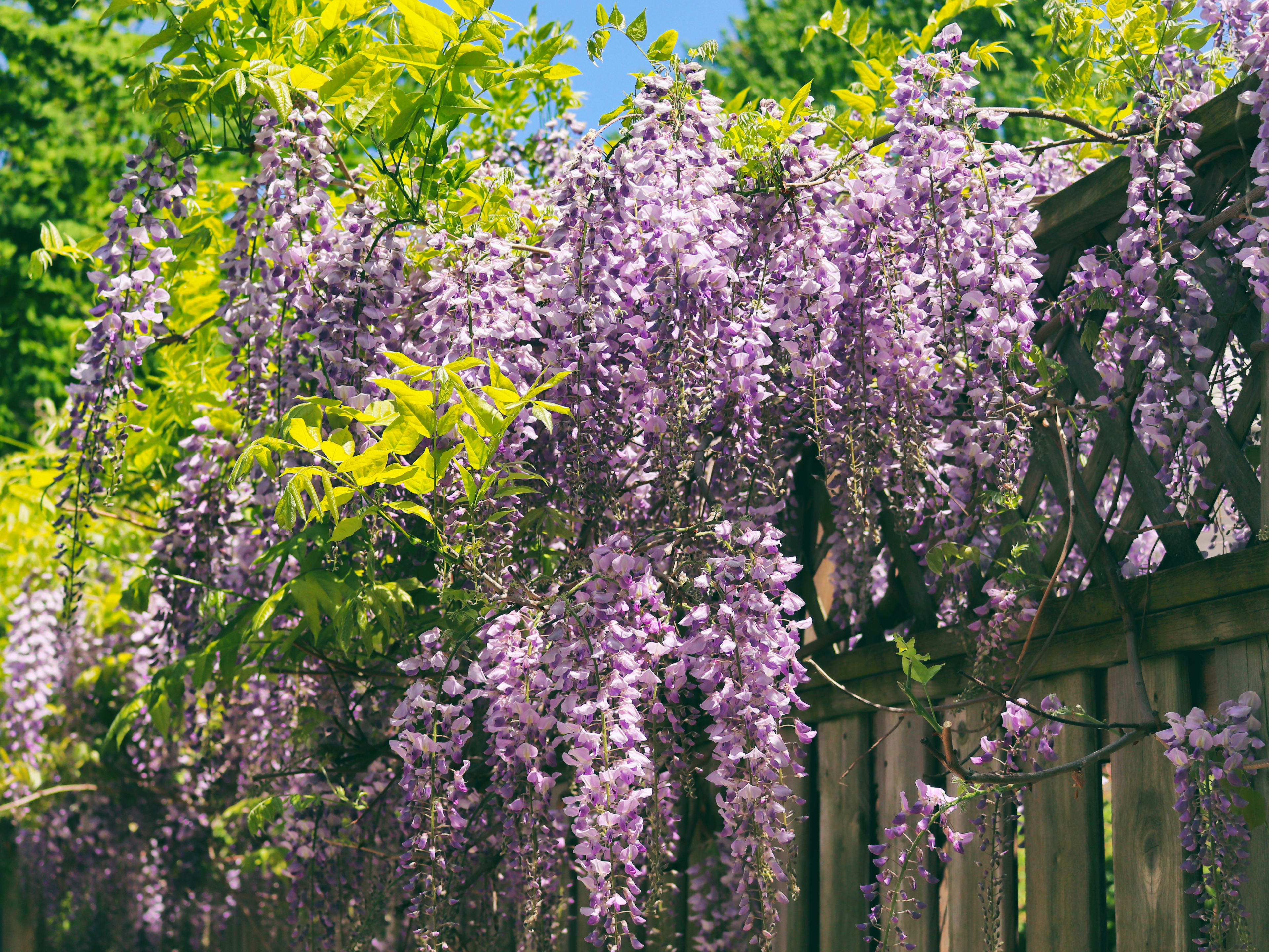 Tips and How-Tos for Planting Flower Gardens - Dengarden