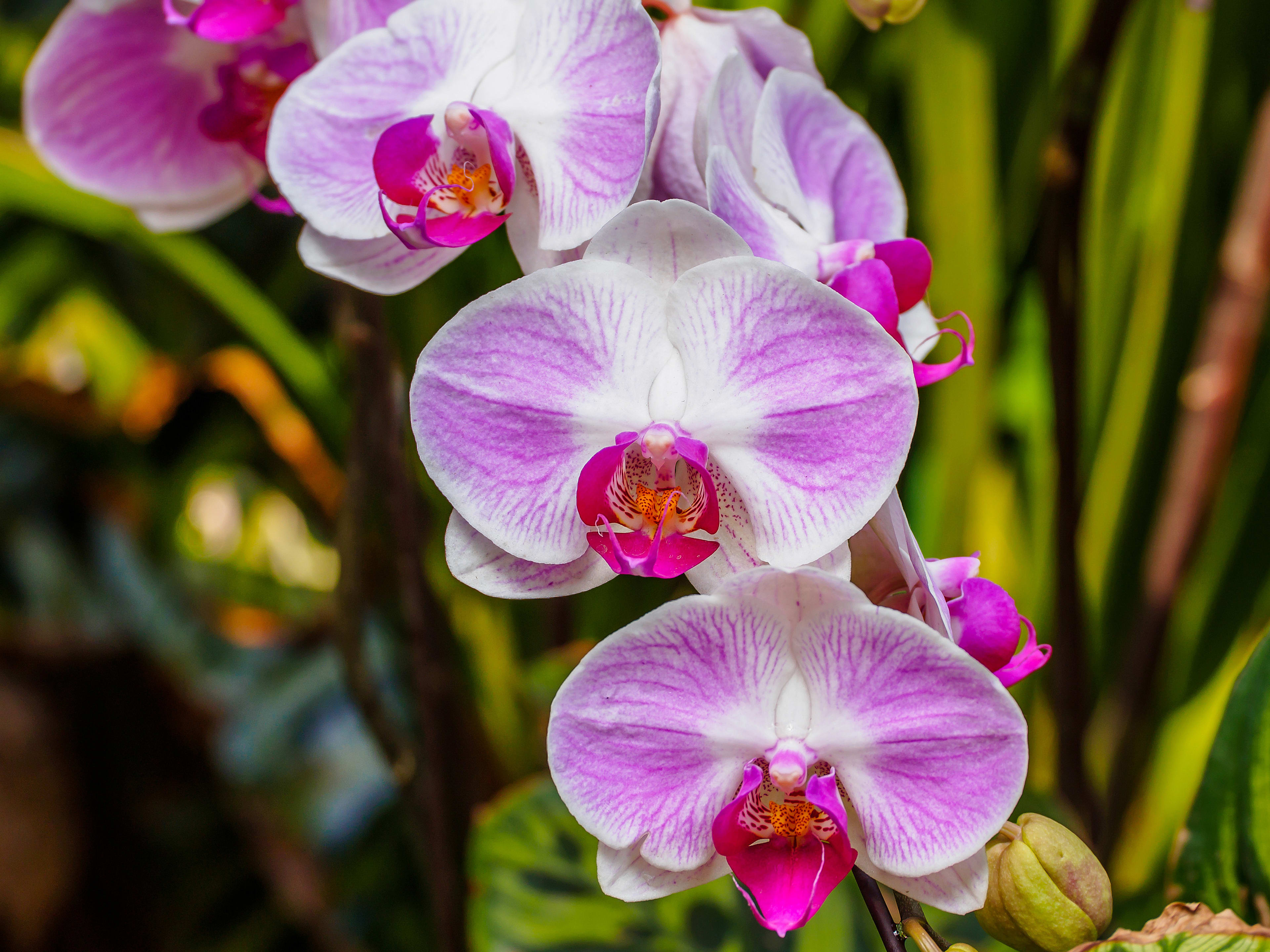 Tips and How-Tos for Planting Flower Gardens - Dengarden