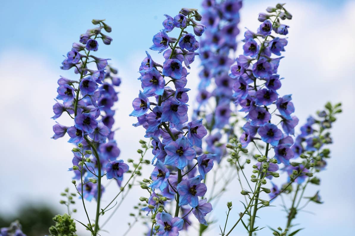 Planting Flower Gardens: Tips and How-Tos - Dengarden