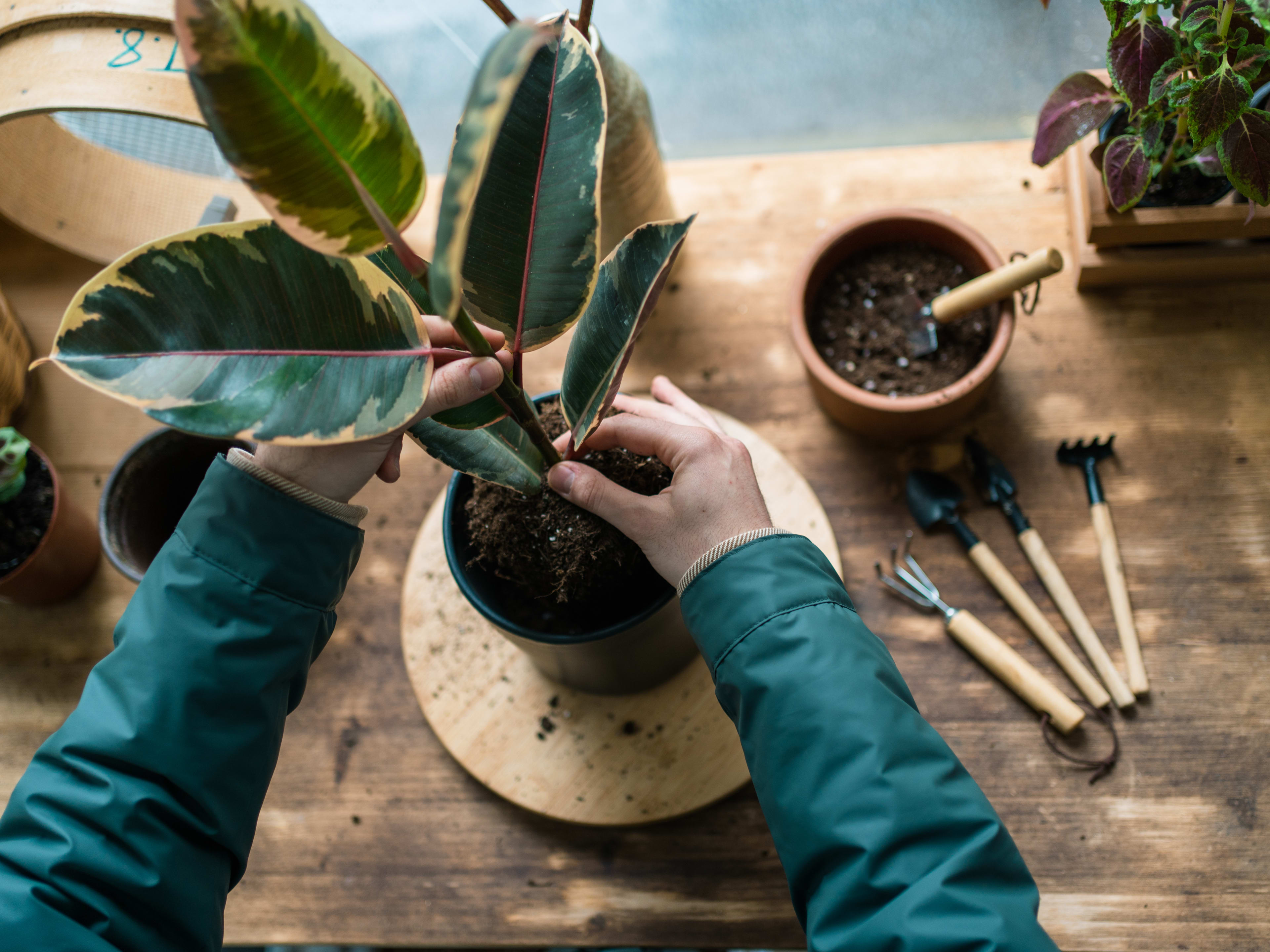 Gardening: Tips, DIY Projects, Plant Care & Outdoor Ideas - Dengarden