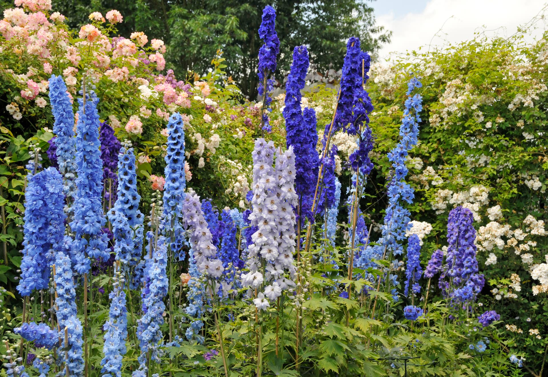 Planting Flower Gardens: Tips and How-Tos - Dengarden