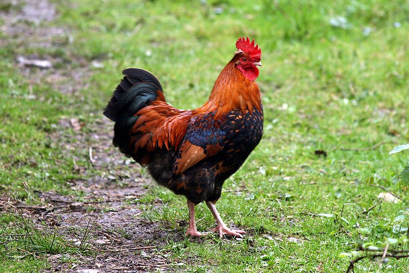Can a Rooster Be Neutered? What Is a Capon? Is Castration Inhumane ...